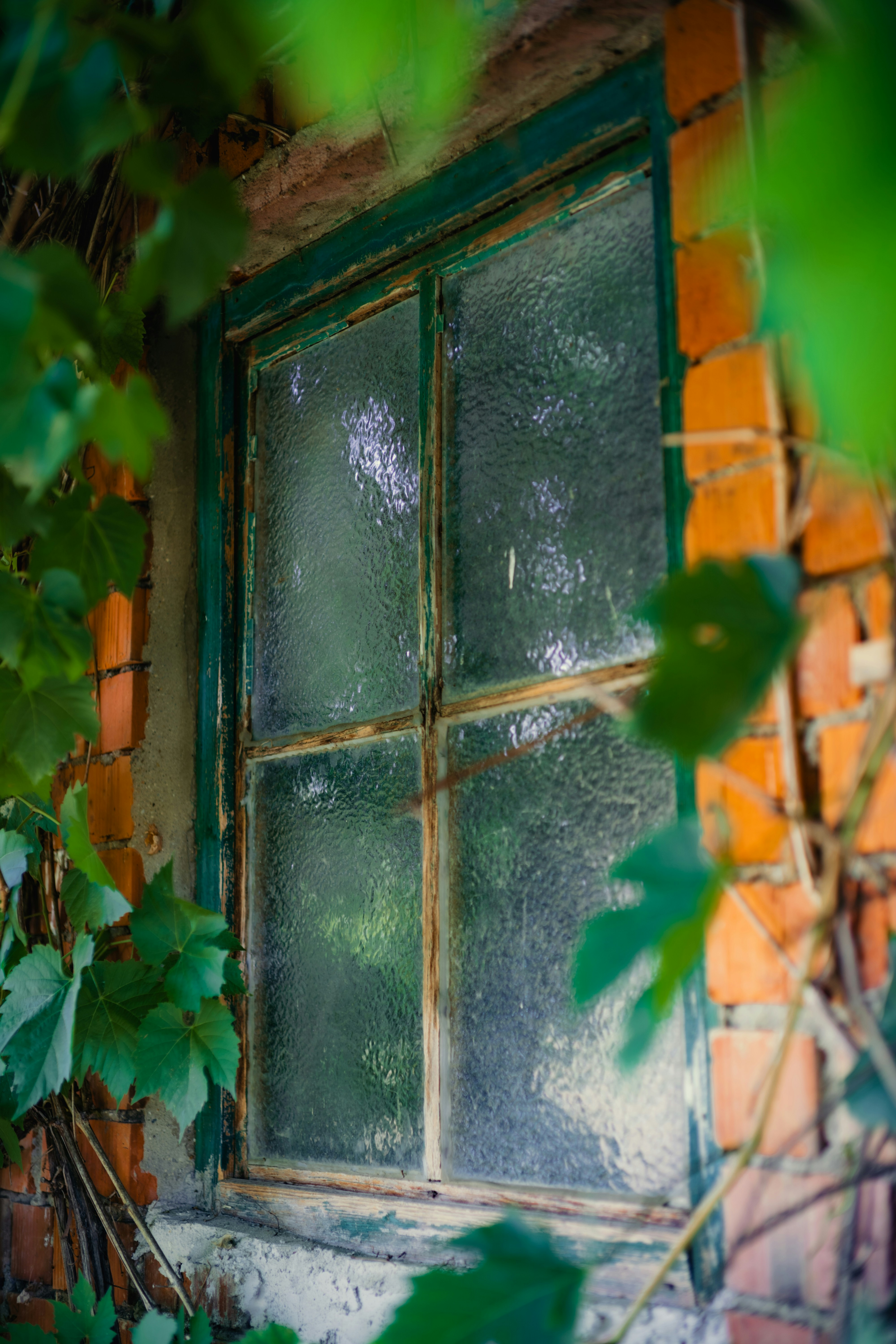 Weathered Green Window Framed by Vines in Brick Wall