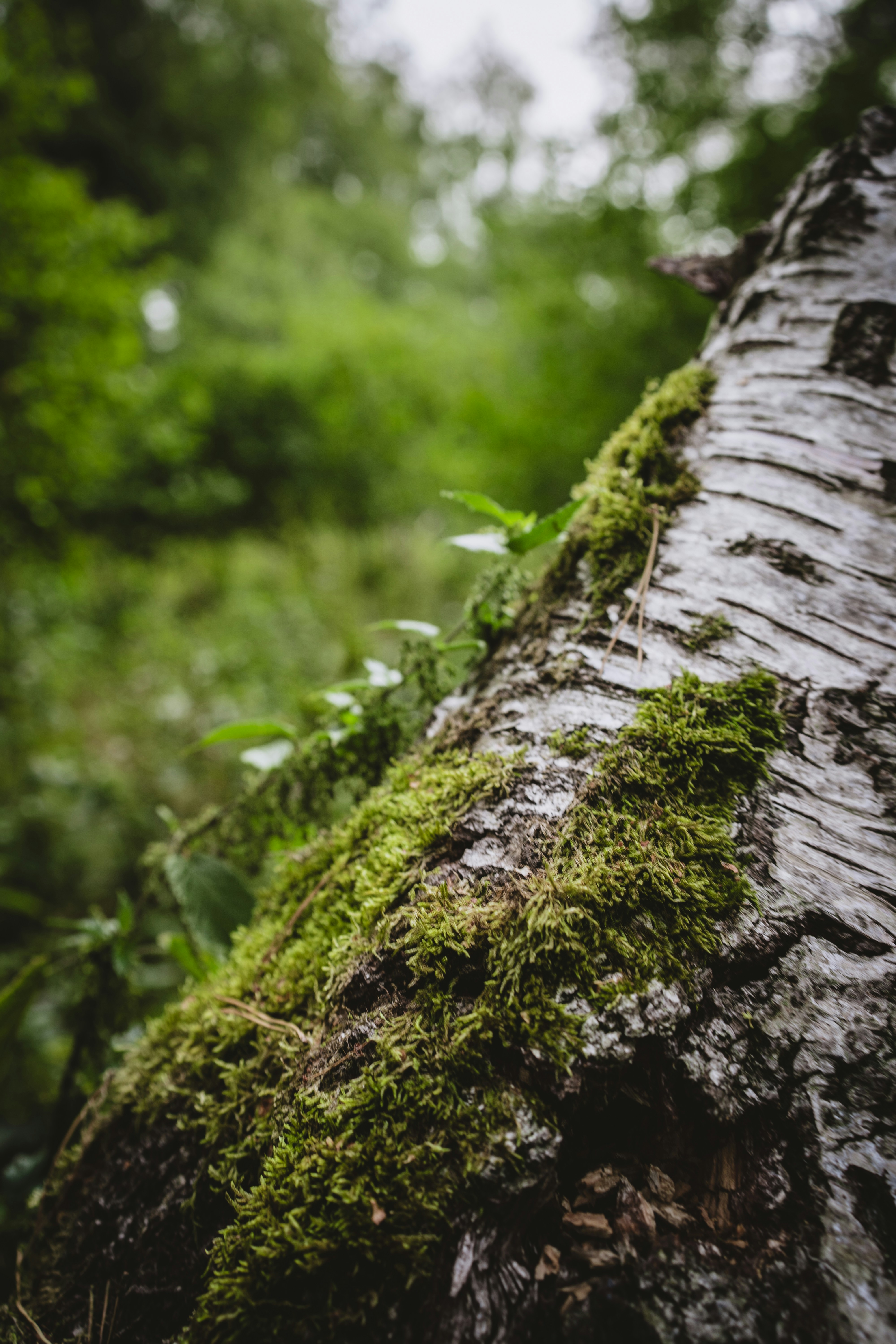Moss-Crowned Trunk: A Quiet Forest Moment