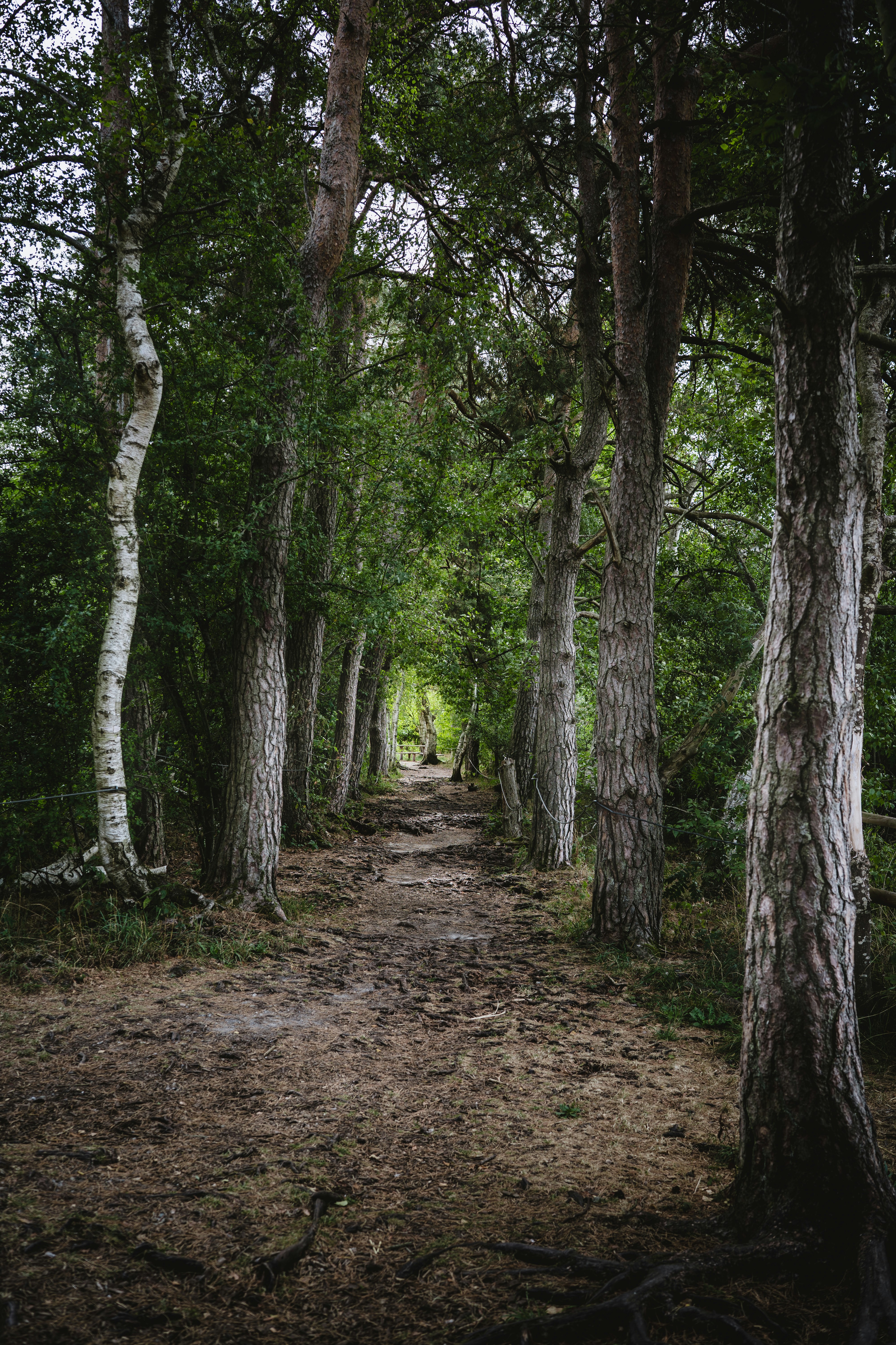 Forest Corridor: A Narrow Path Between Bearded Pines