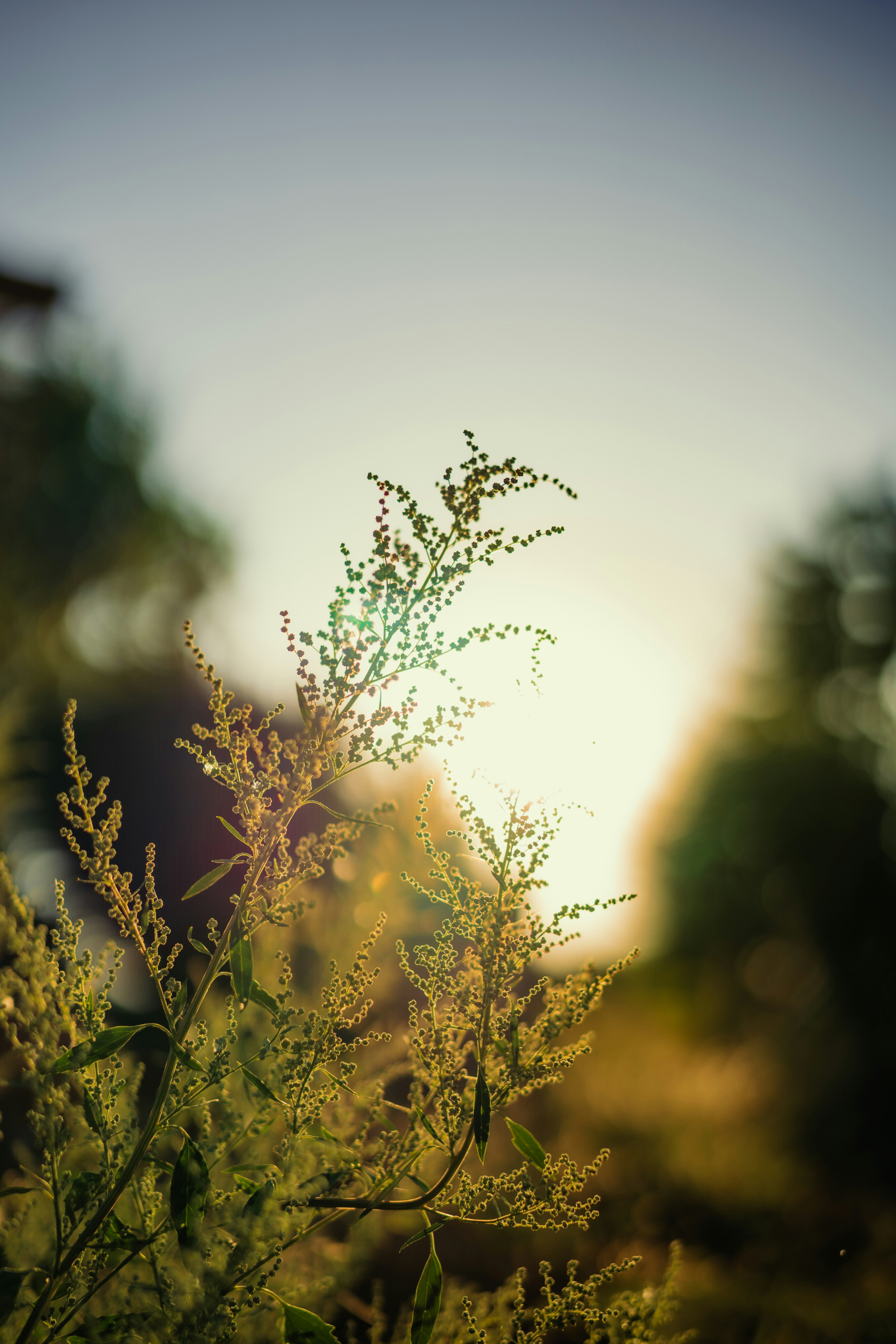 Sunlit delicate seed heads rise from the foreground with a warm backlit bokeh suggesting a late-day field scene. The subject is the plant cluster, framed by a soft, sun-soaked background.