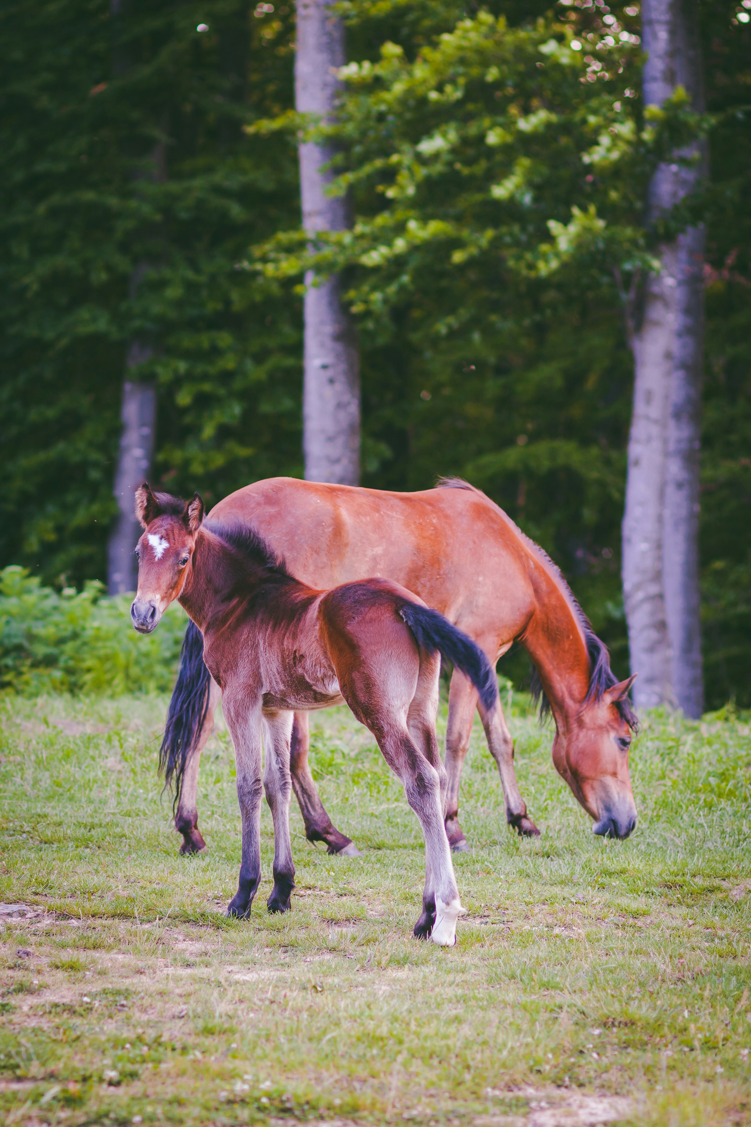 Pasture Companions: A Mare and Foal Quietly Grazing
