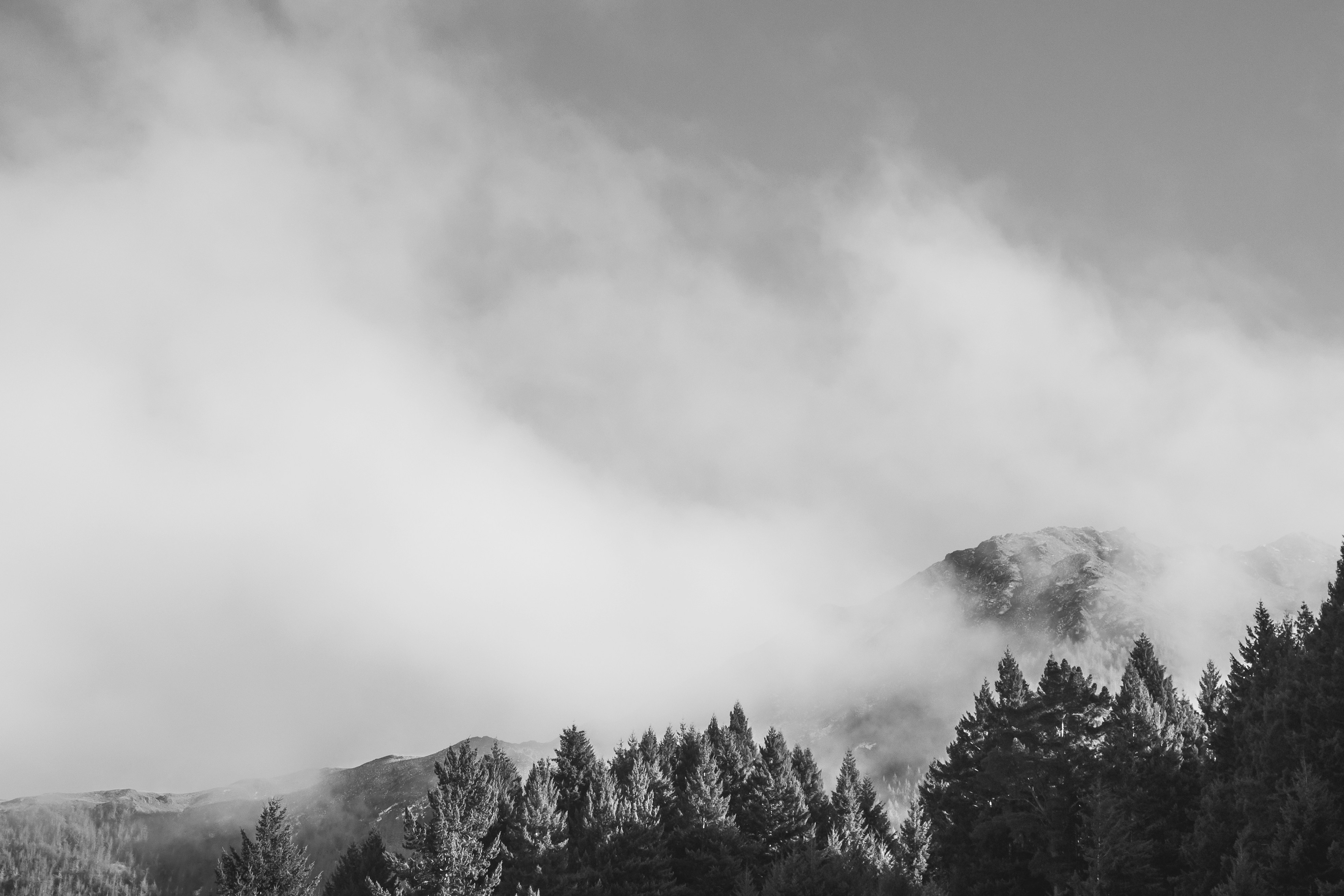 Mist-Laden Ridge Beyond the Pine Line