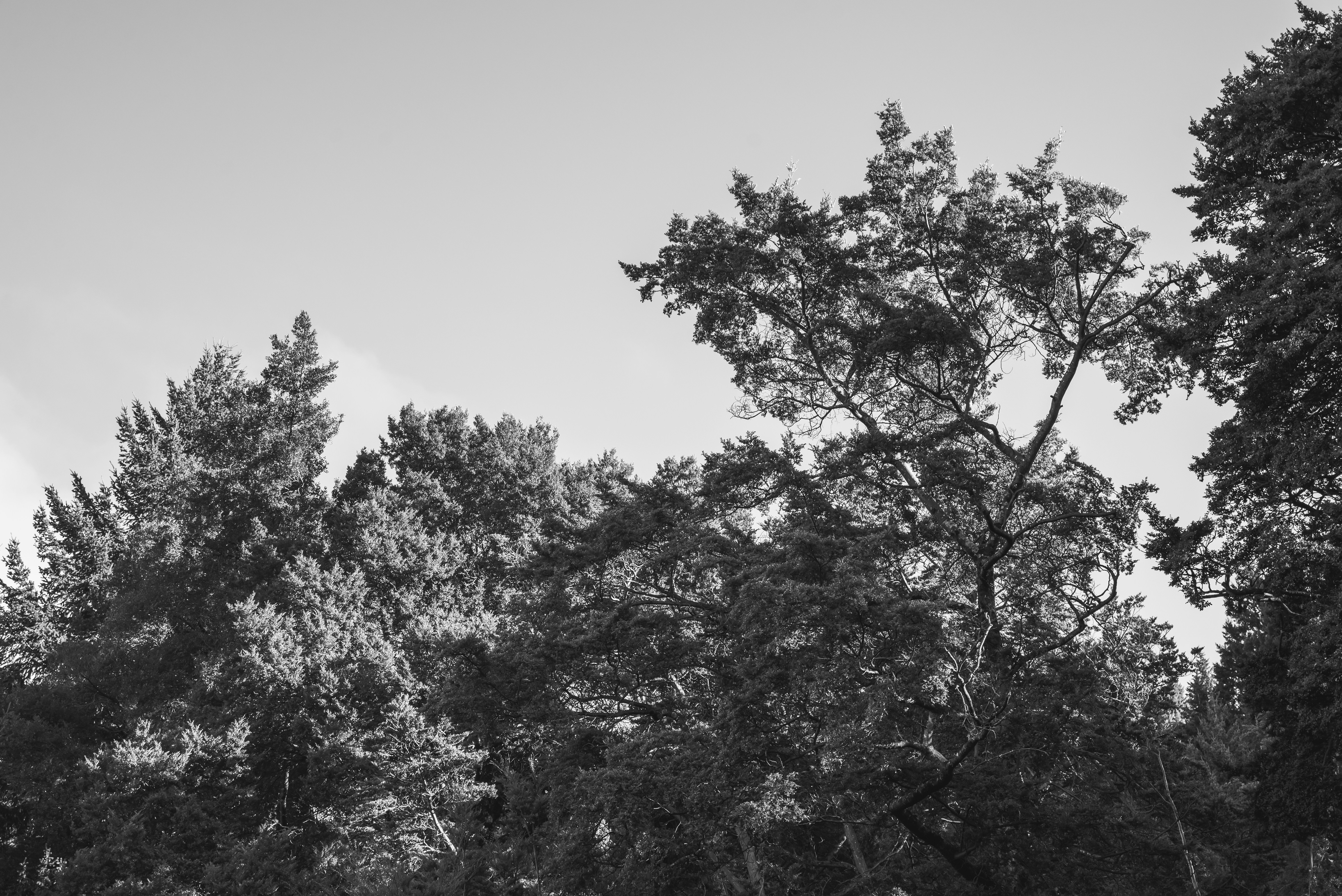 Canopy Peaks: Quiet Treeline in Mono