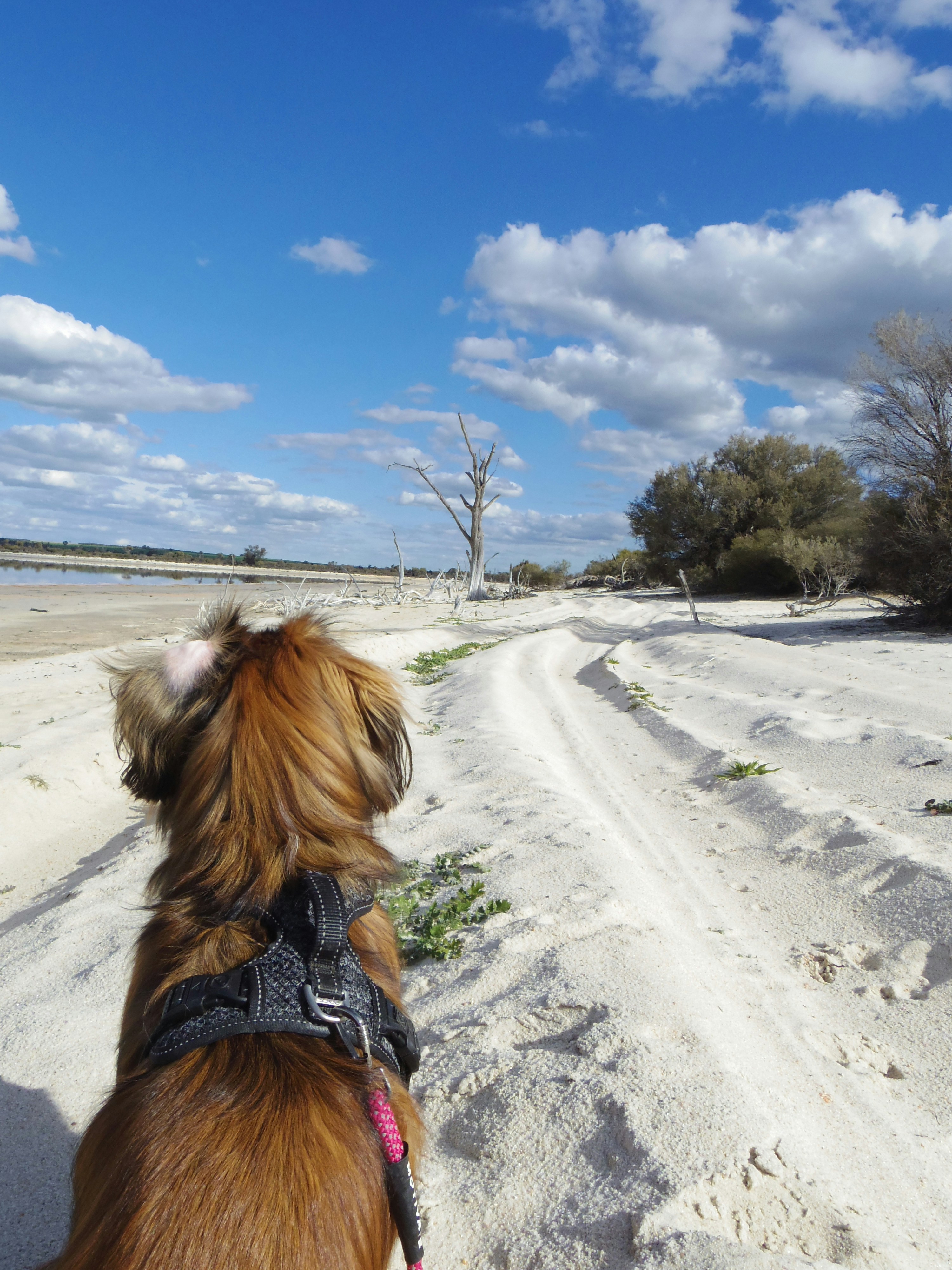 Close-up view from behind a dog wearing a harness, looking down a sandy trail toward a beach and sparse trees under a bright blue sky.
