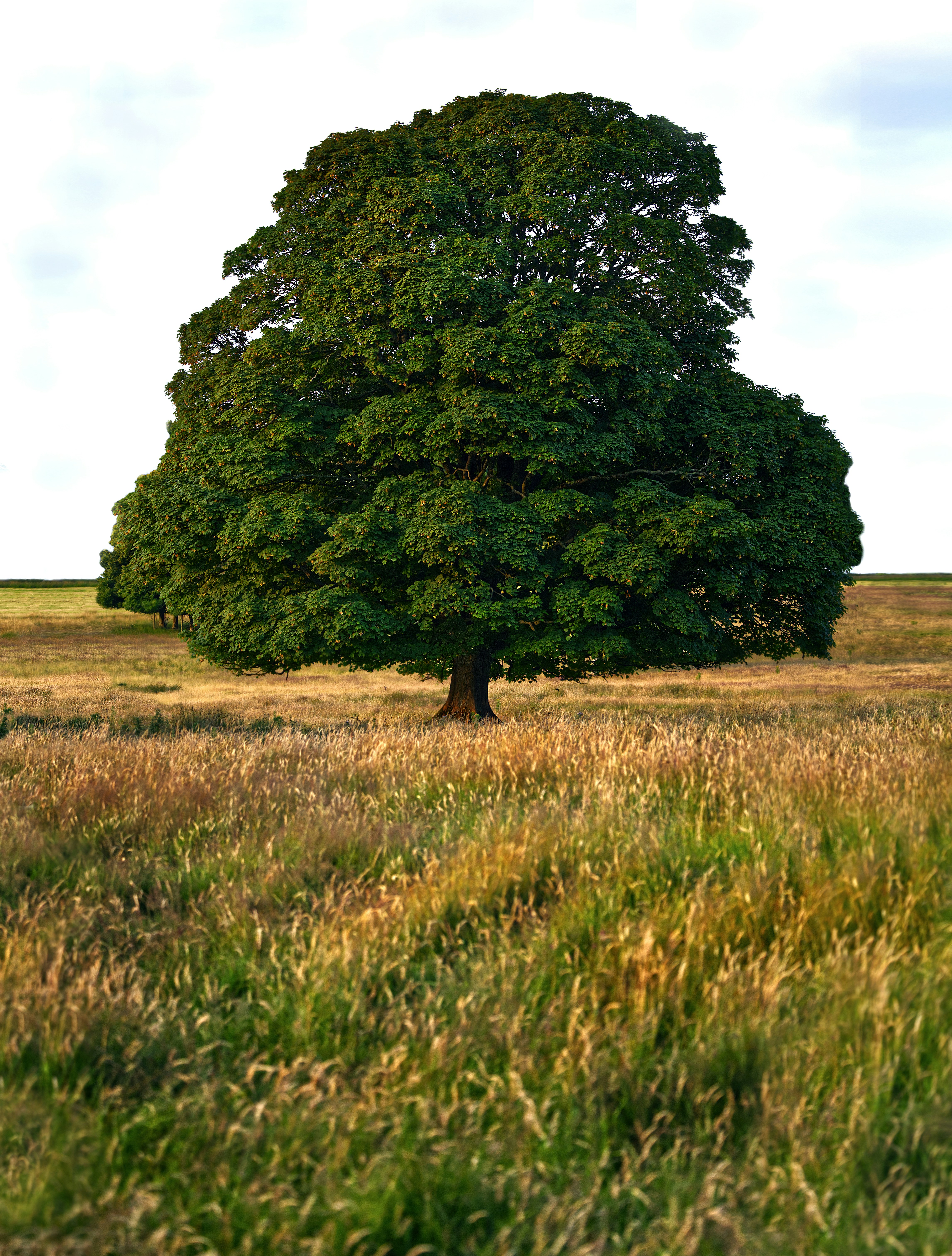 Solitary Green Canopy in a Golden Prairie
