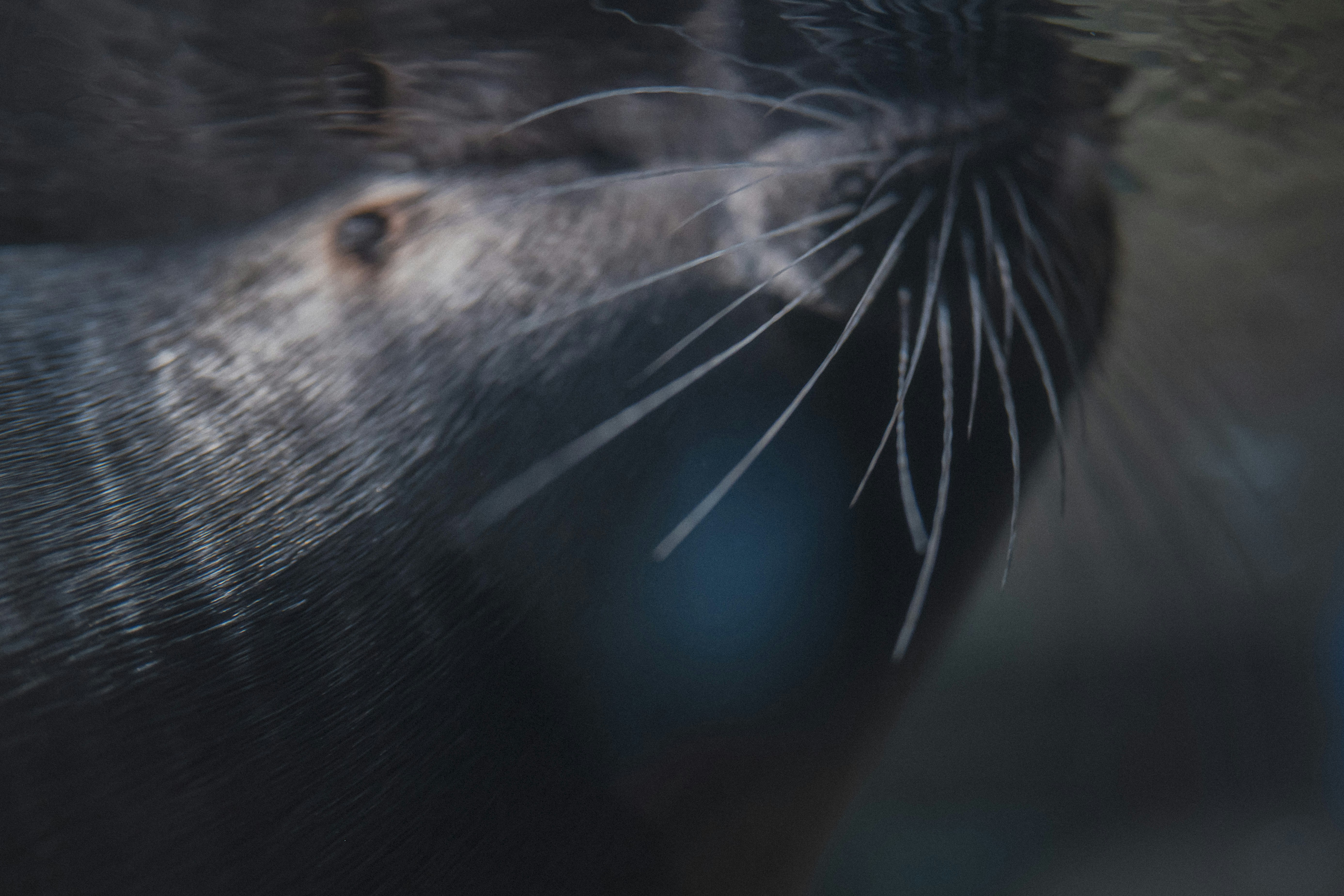 Close-up of a sea otter's face and whiskers emerging from the water, highlighting texture and depth. The scene emphasizes the animal's features and environment without excessive context.