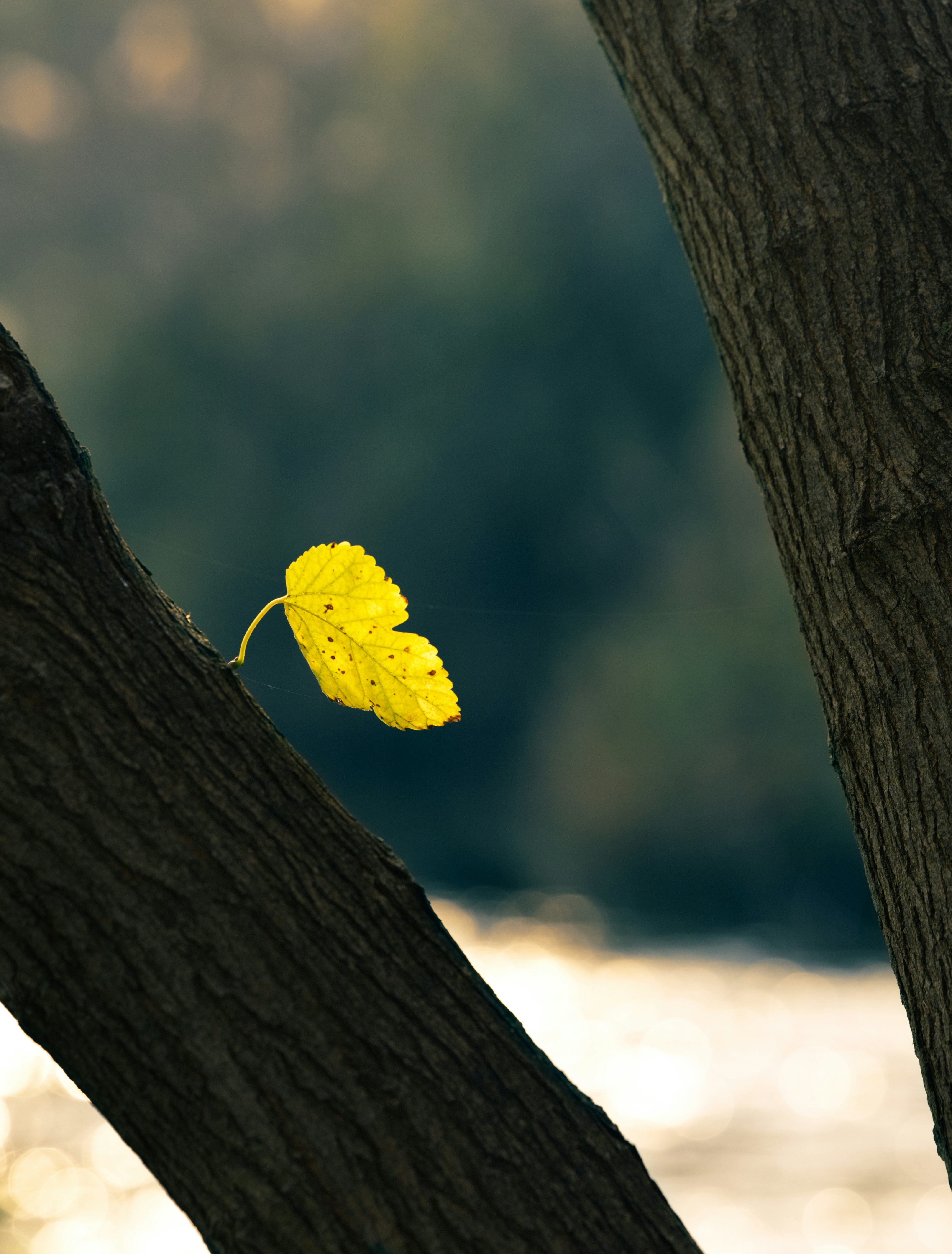 A solitary yellow leaf clings to a tree against a blurred riverside backdrop