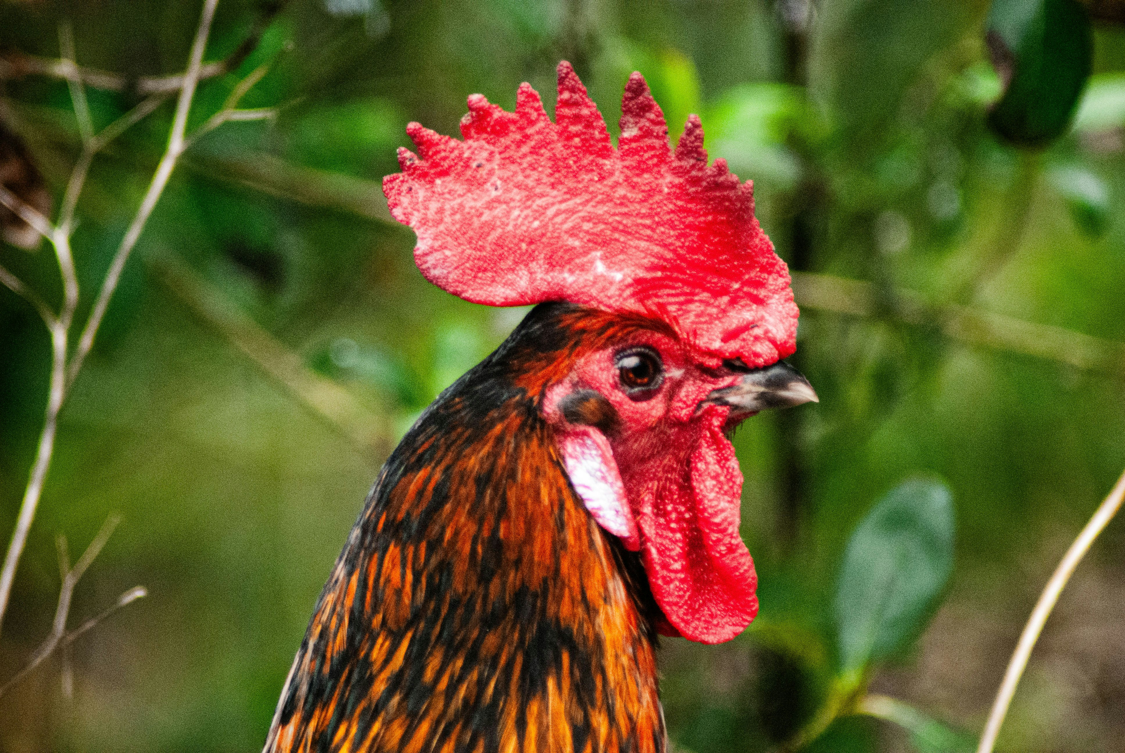 Rouge Crest: Close Focus on a Rooster’s Head and Comb