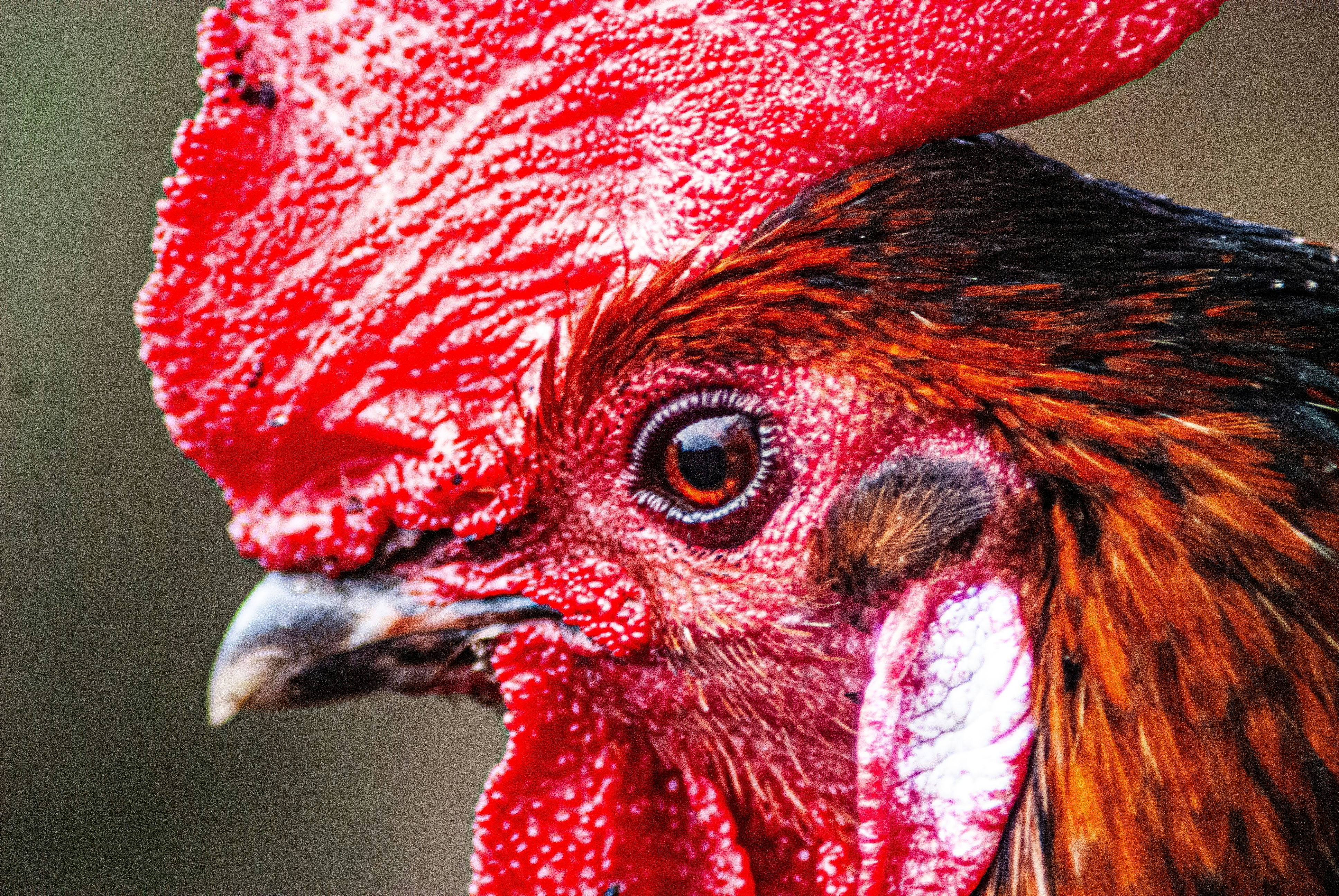 Red Crest, Sharp Gaze: A Hen's Close-Up Portrait