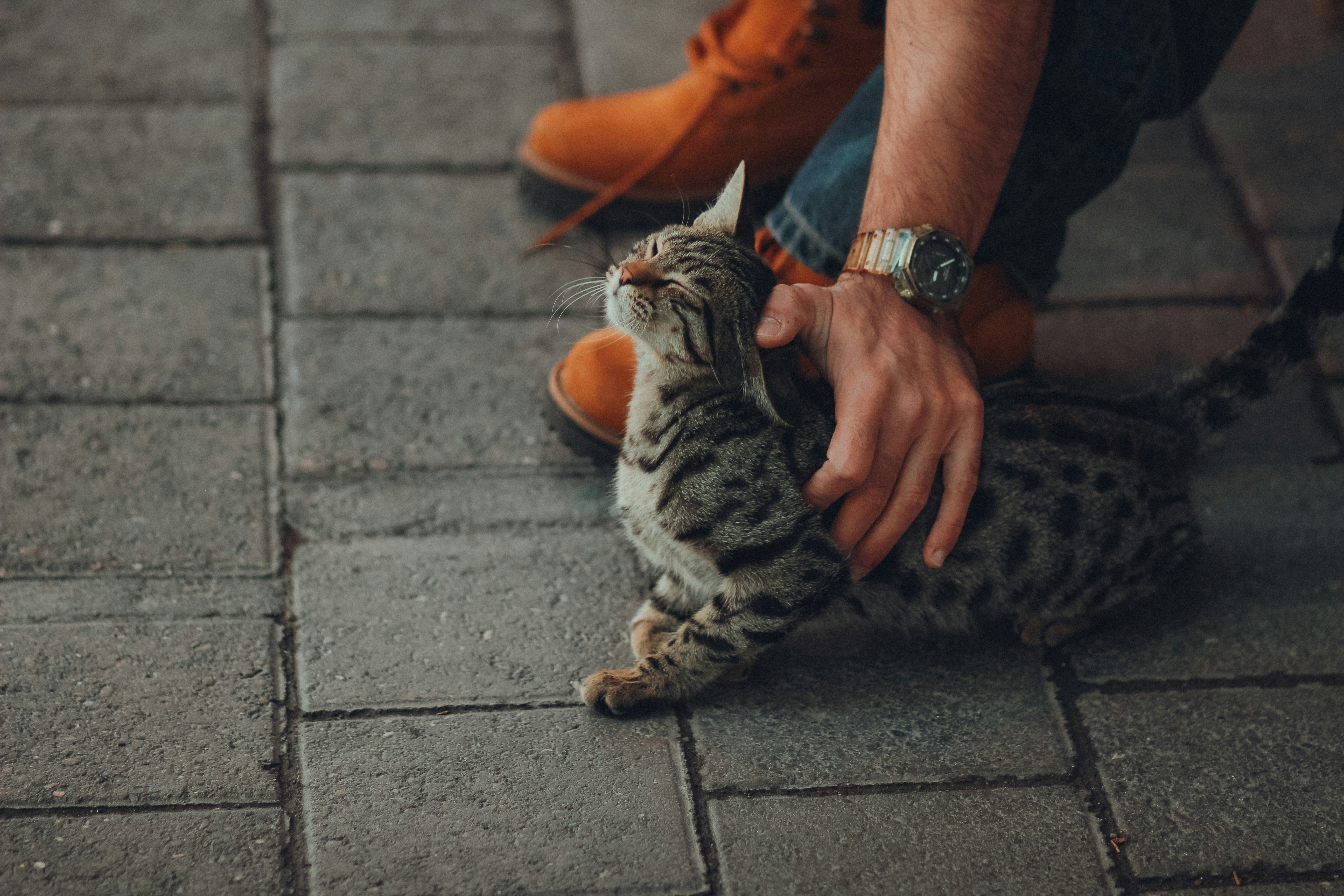 Gentle Grooming Moment: Cat and Hand under Soft Evening Light
