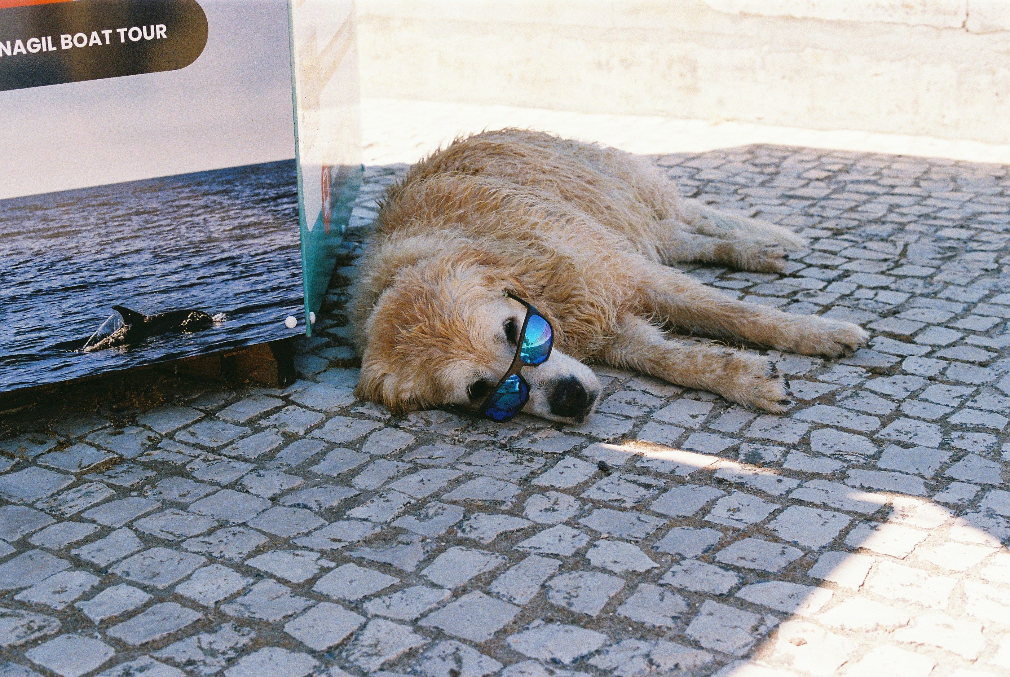 Golden Retriever in sunlit cobblestones with sunglasses by the sea poster
