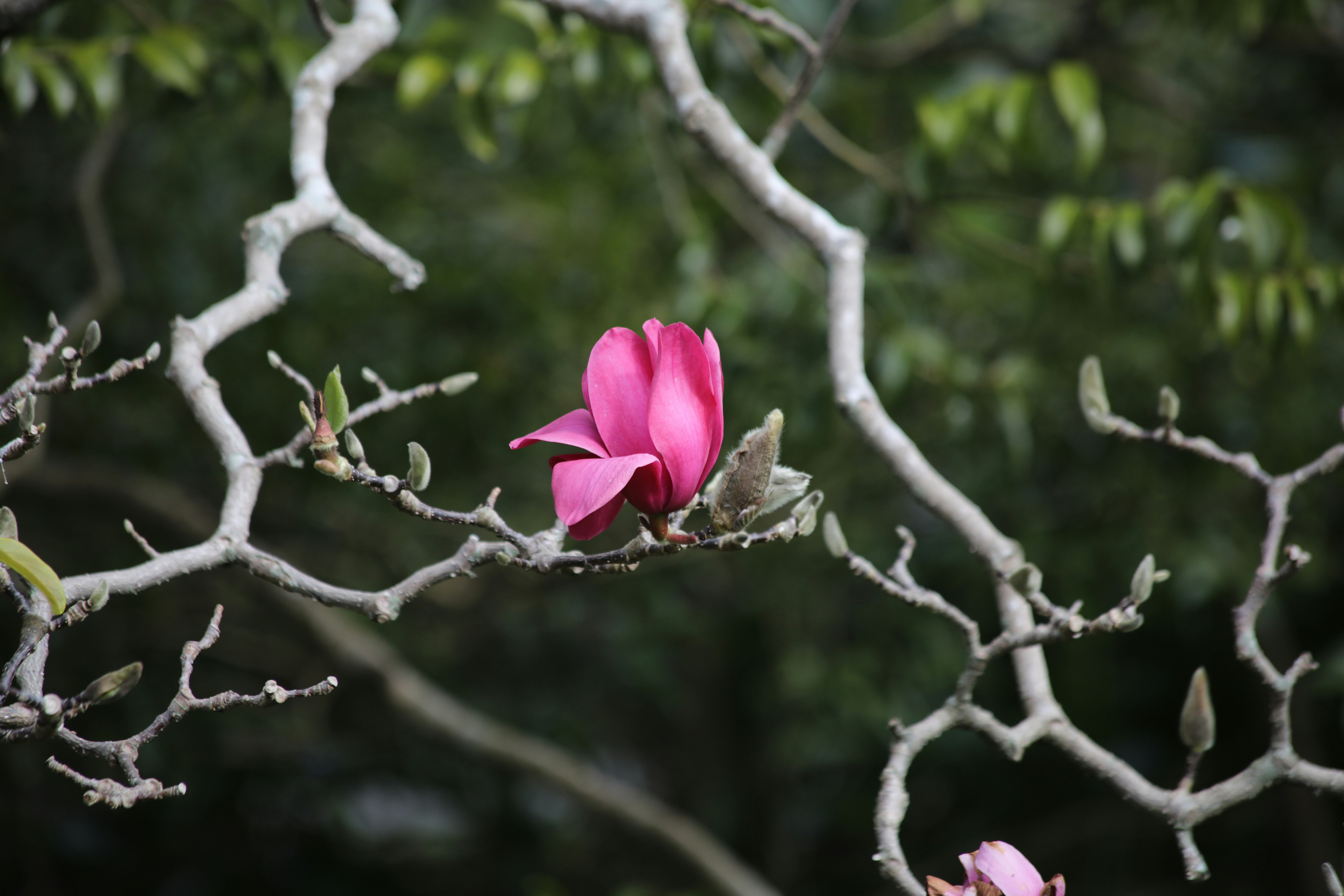 Crimson Bloom on Withered Bough