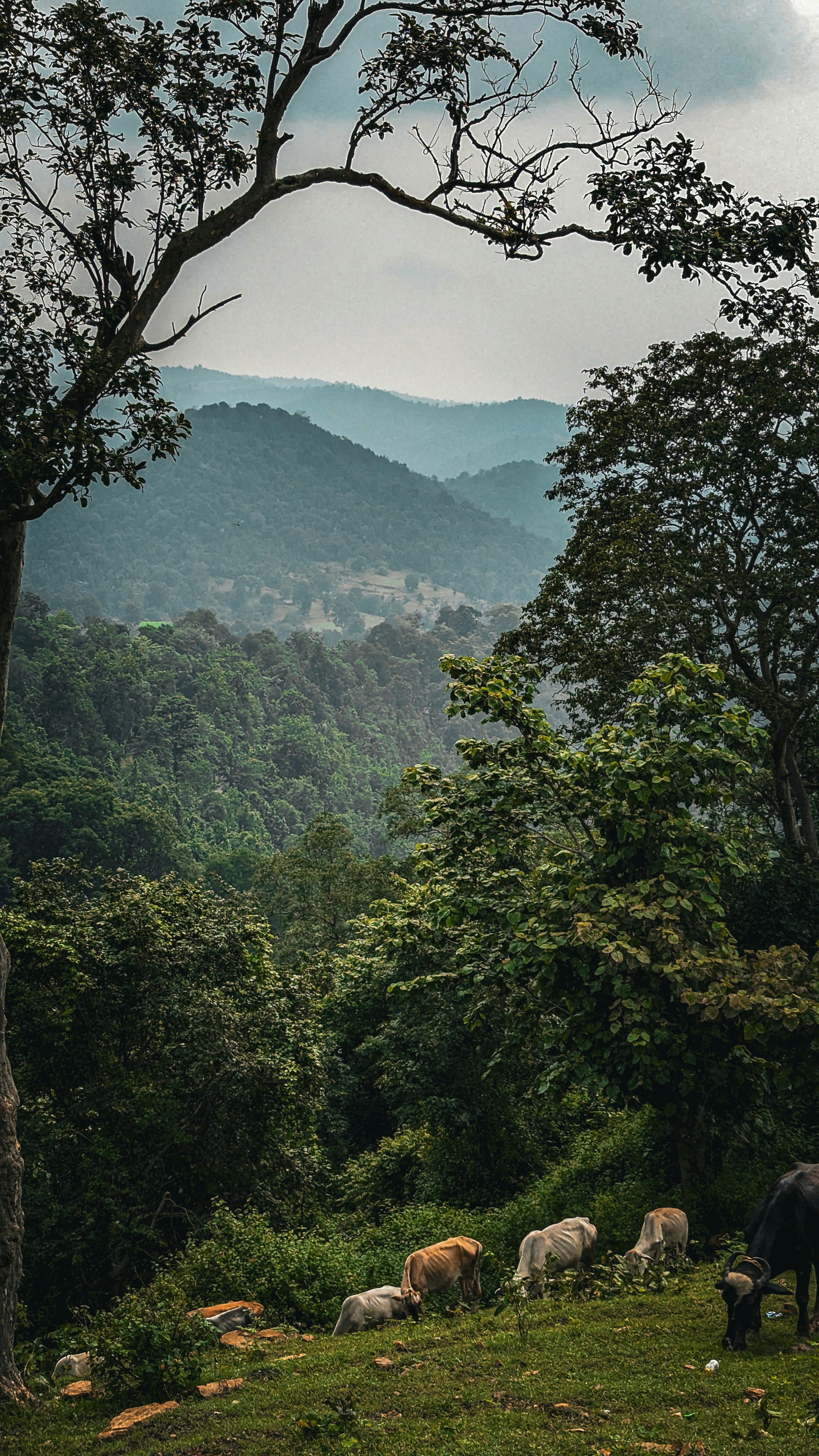 Mainpat, Chhattisgarh during peak monsoon, with lush green forests, misty mountain valleys and cattle grazing on the hillside. A quiet glimpse of the rainy season in one of Chhattisgarh's lesser-known hill destinations. Perfect for Mainpat travel inspiration, monsoon photography, offbeat India travel and mountain landscapes.