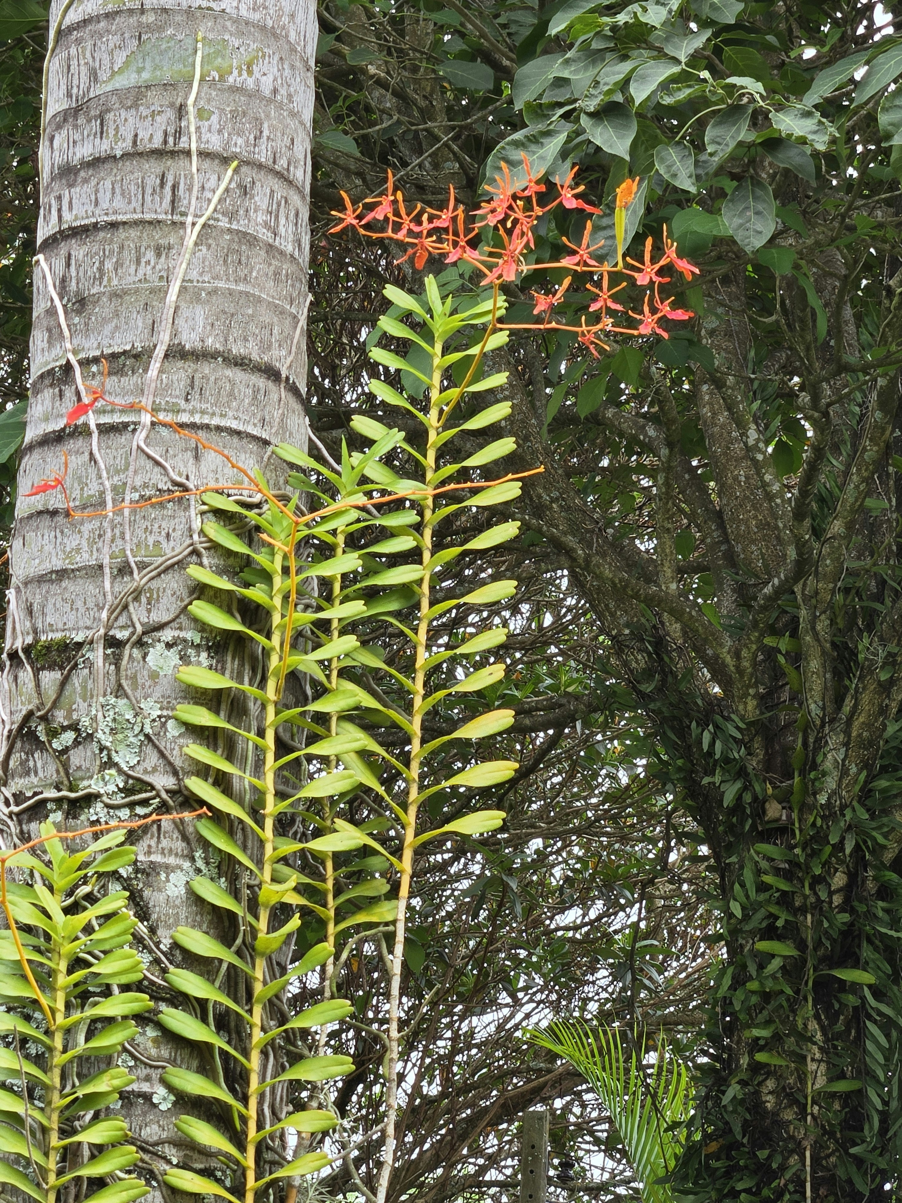 Vertical Ferns Crowned by Orange Bloom Amid Trunk and Shadowed Foliage