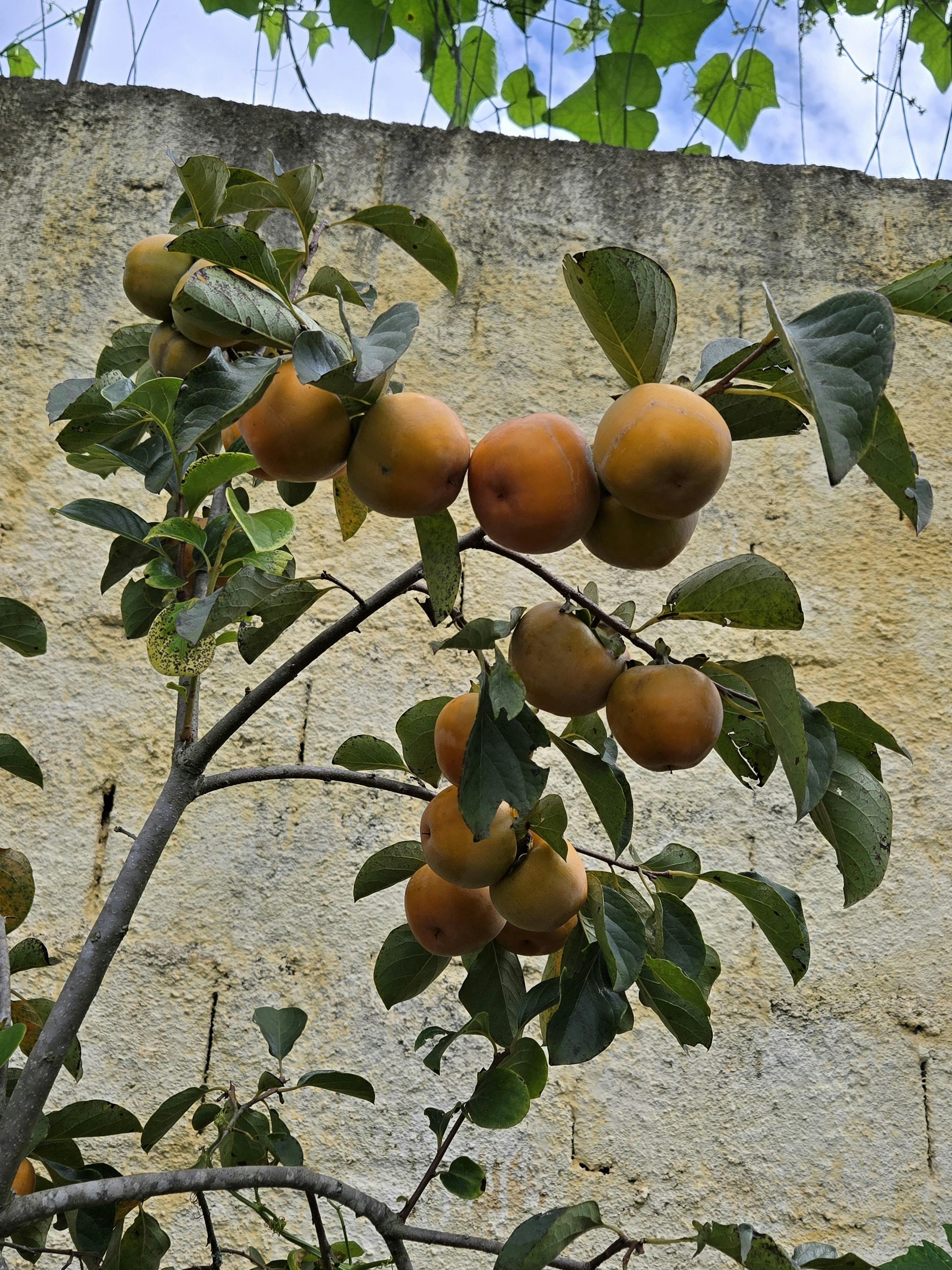 Orchard Orbs: Persiments Ripen Against a Weathered Wall