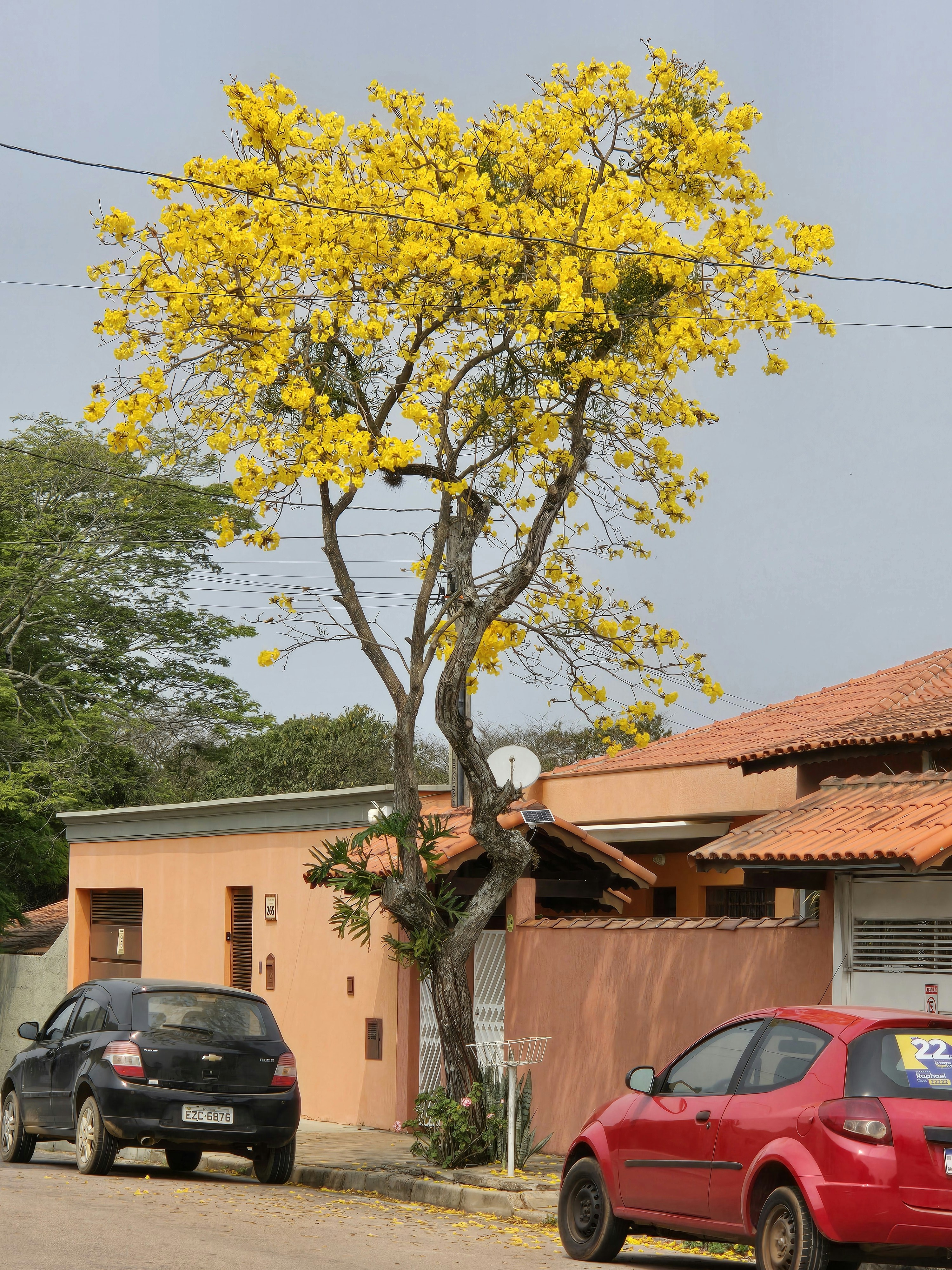 Yellow-flowered canopy over a sunlit street