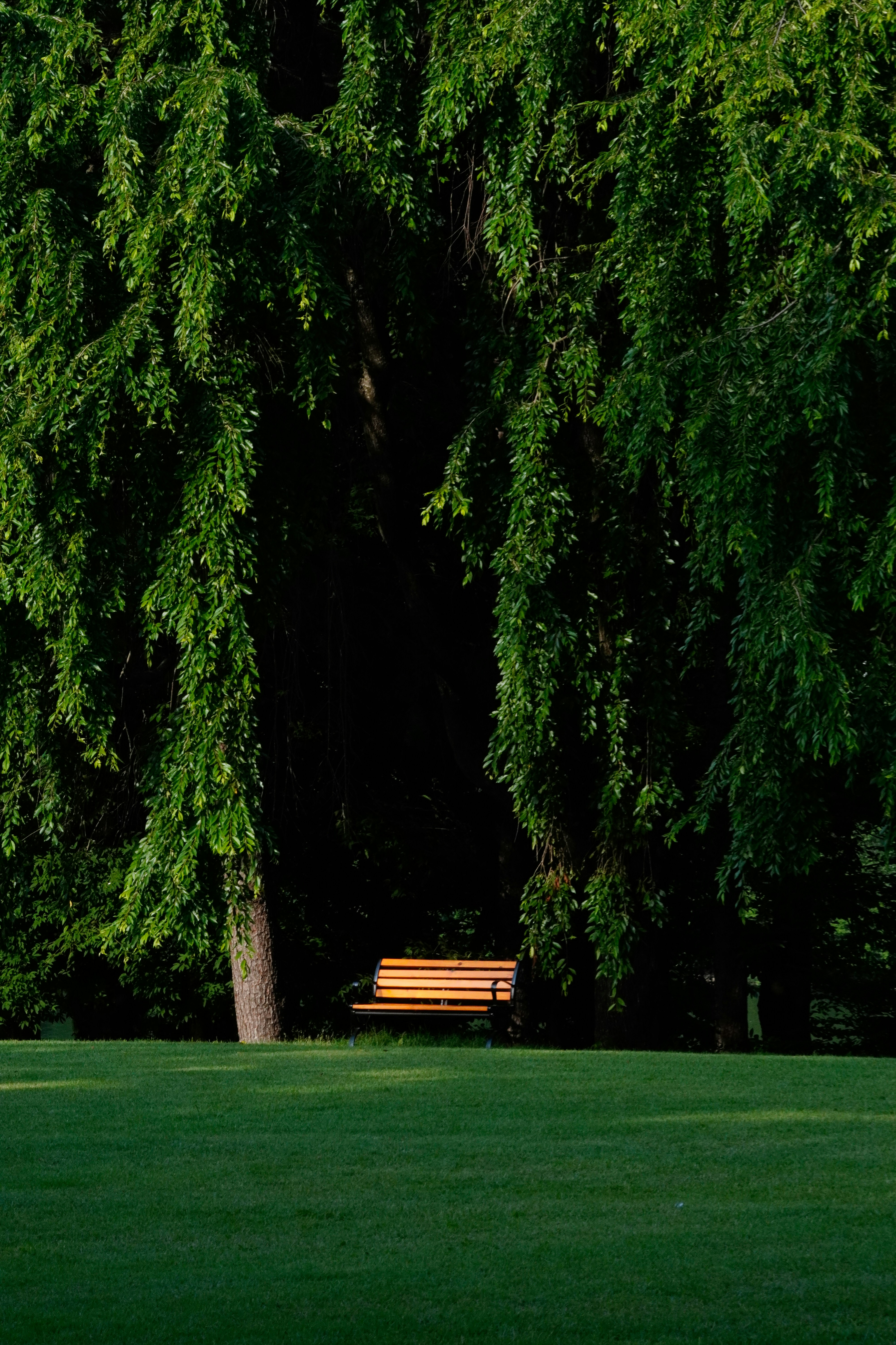 Solitary Park Bench at Dusk beneath Weeping Foliage