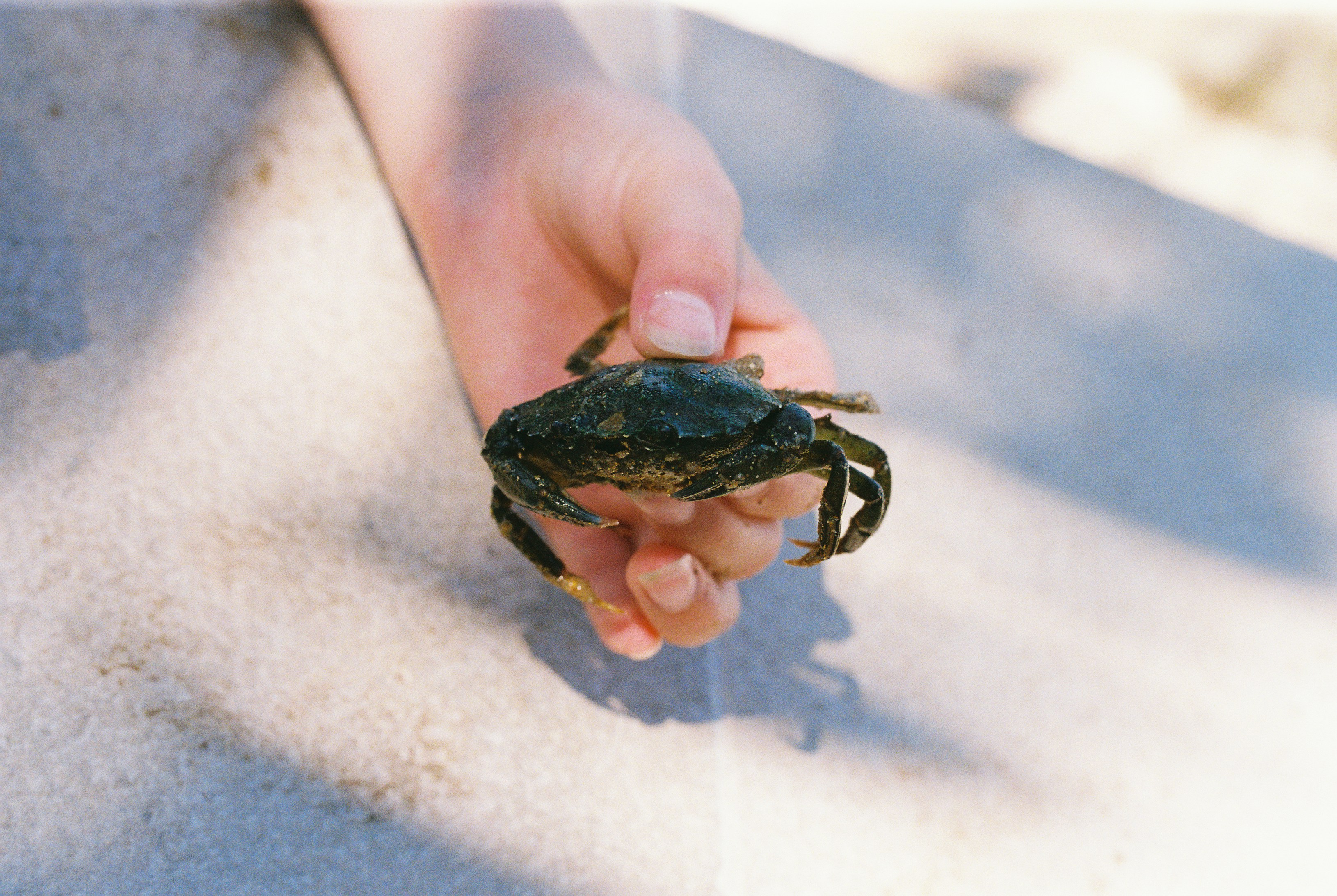Tiny Beach Guardian: A Hand-Held Crab on Sunlit Sand