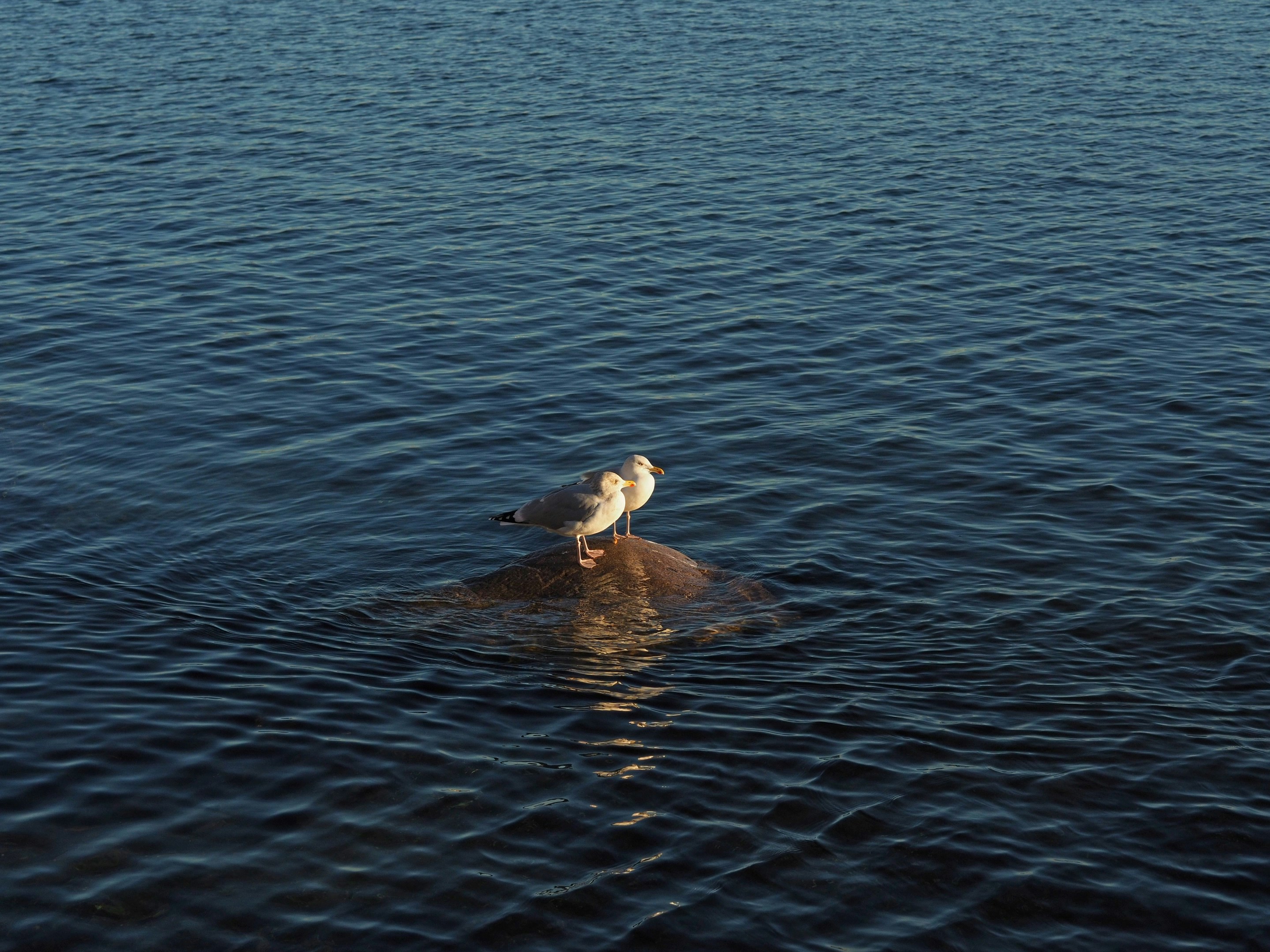 Lone Gull on a Gentle Inland Wake