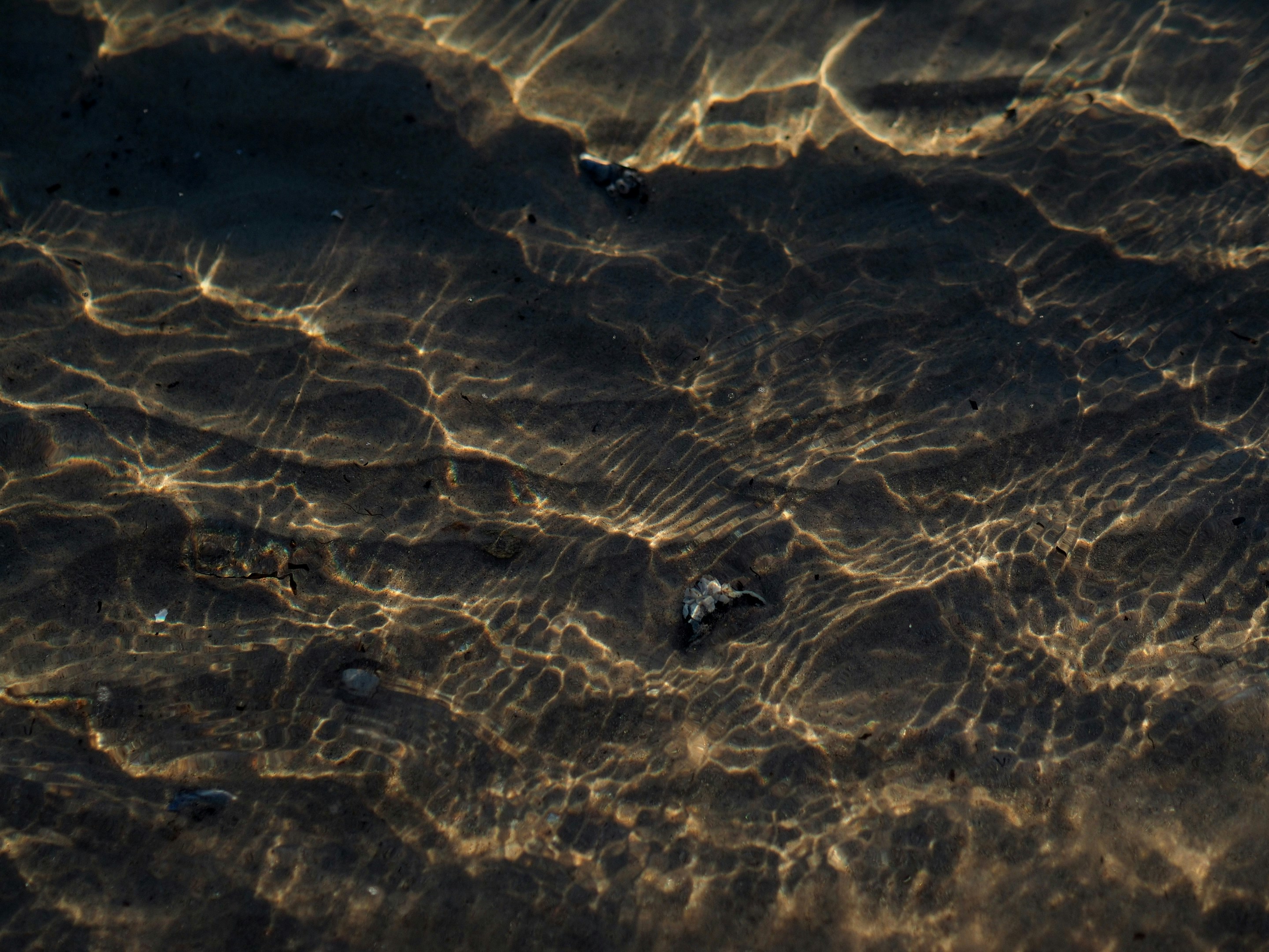 Sunlit Ripples: A Quiet Shore in Focus
