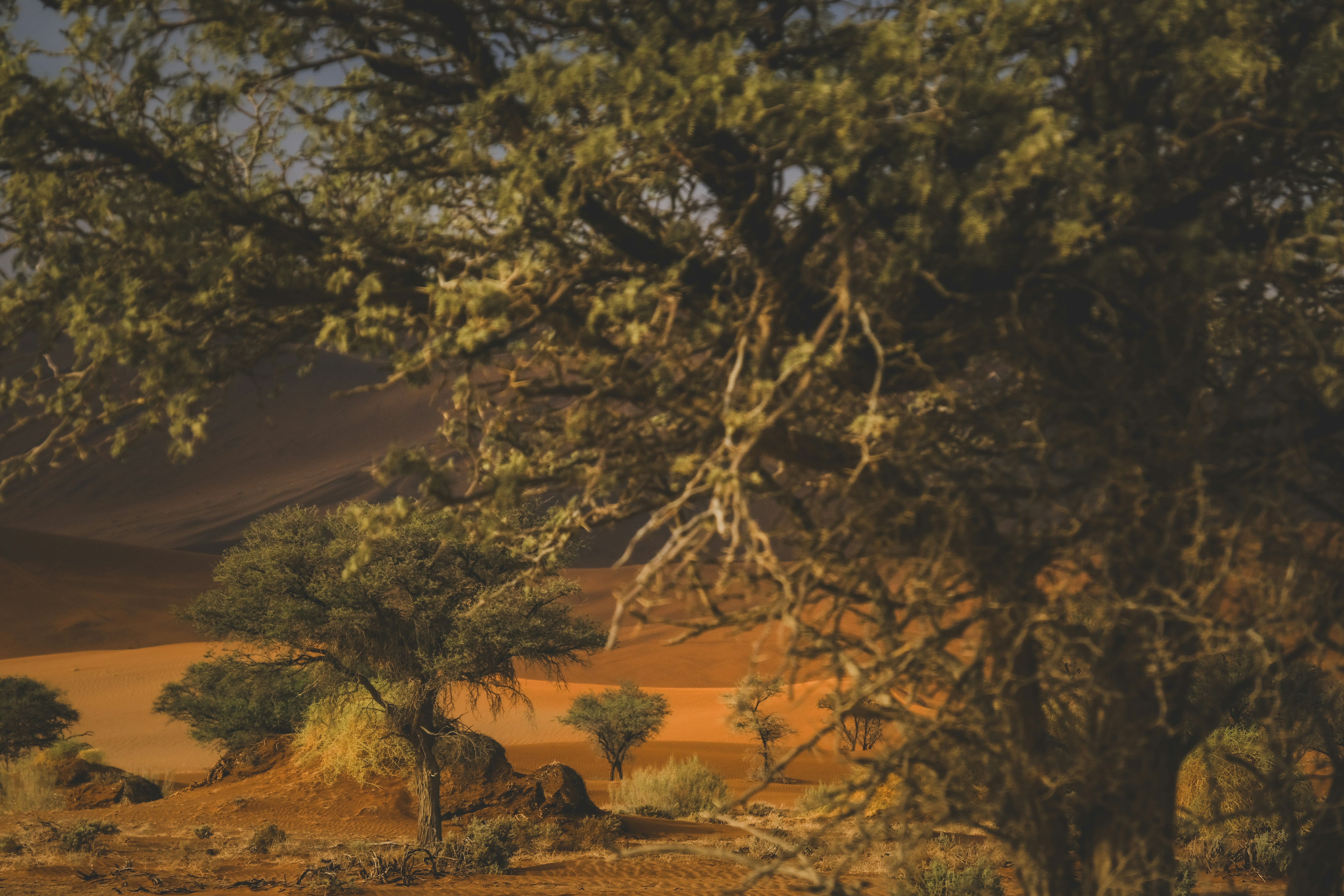Desert Wind Through a Gnarled Oasis