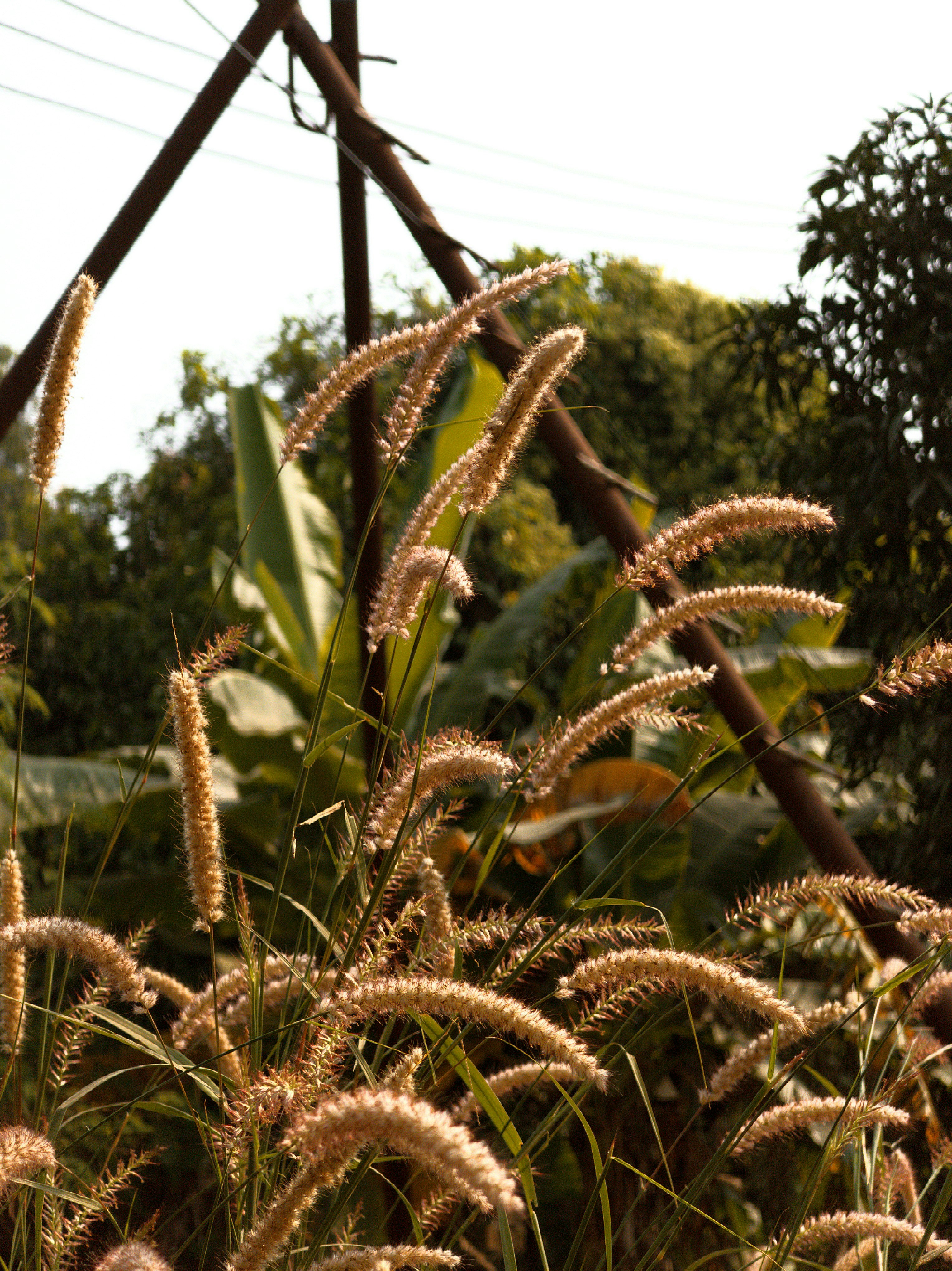 Sunlit Seed Heads Dancing Through a Garden Frame