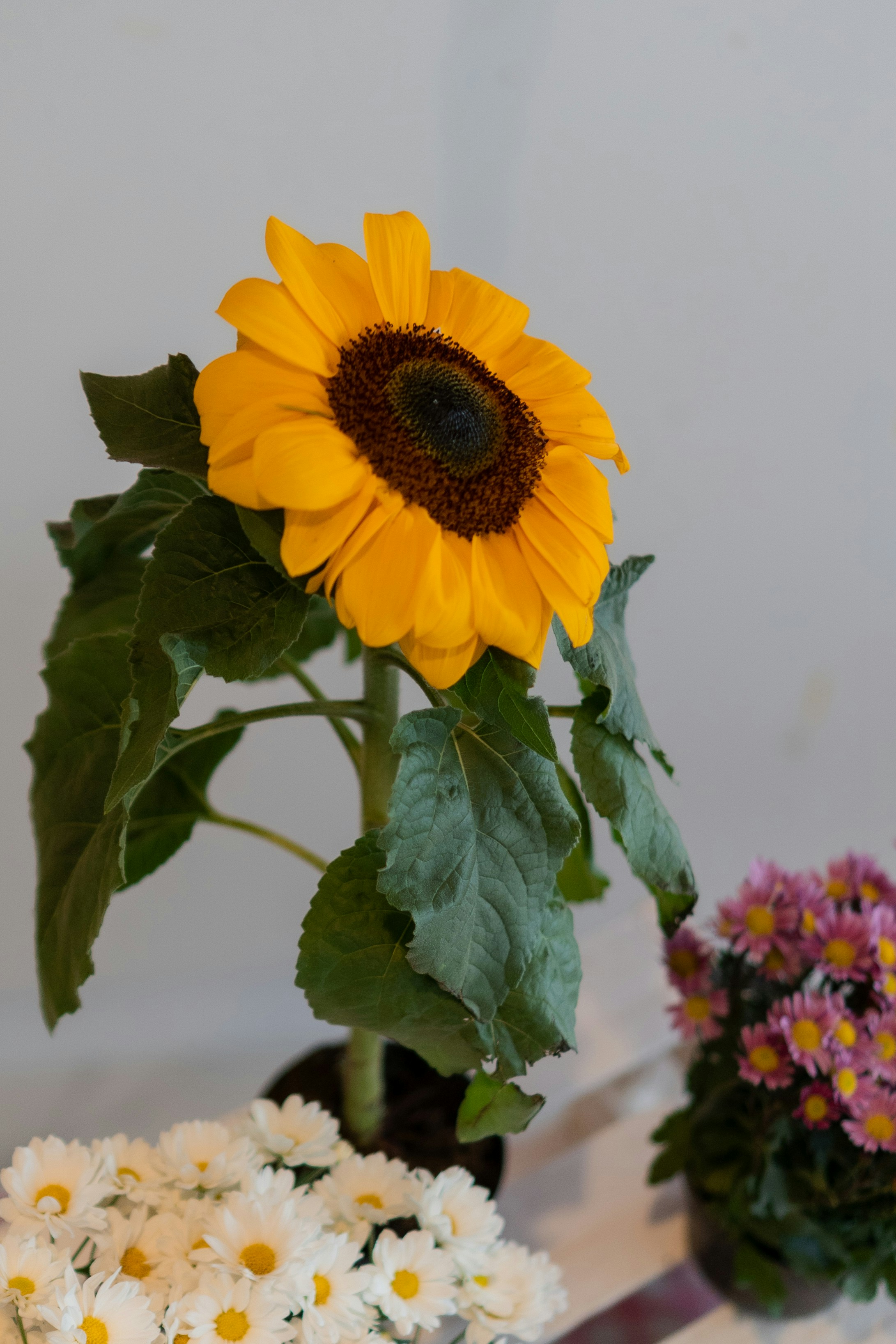 Sunny Centerstage: A Sunflower Reaches for Soft Light