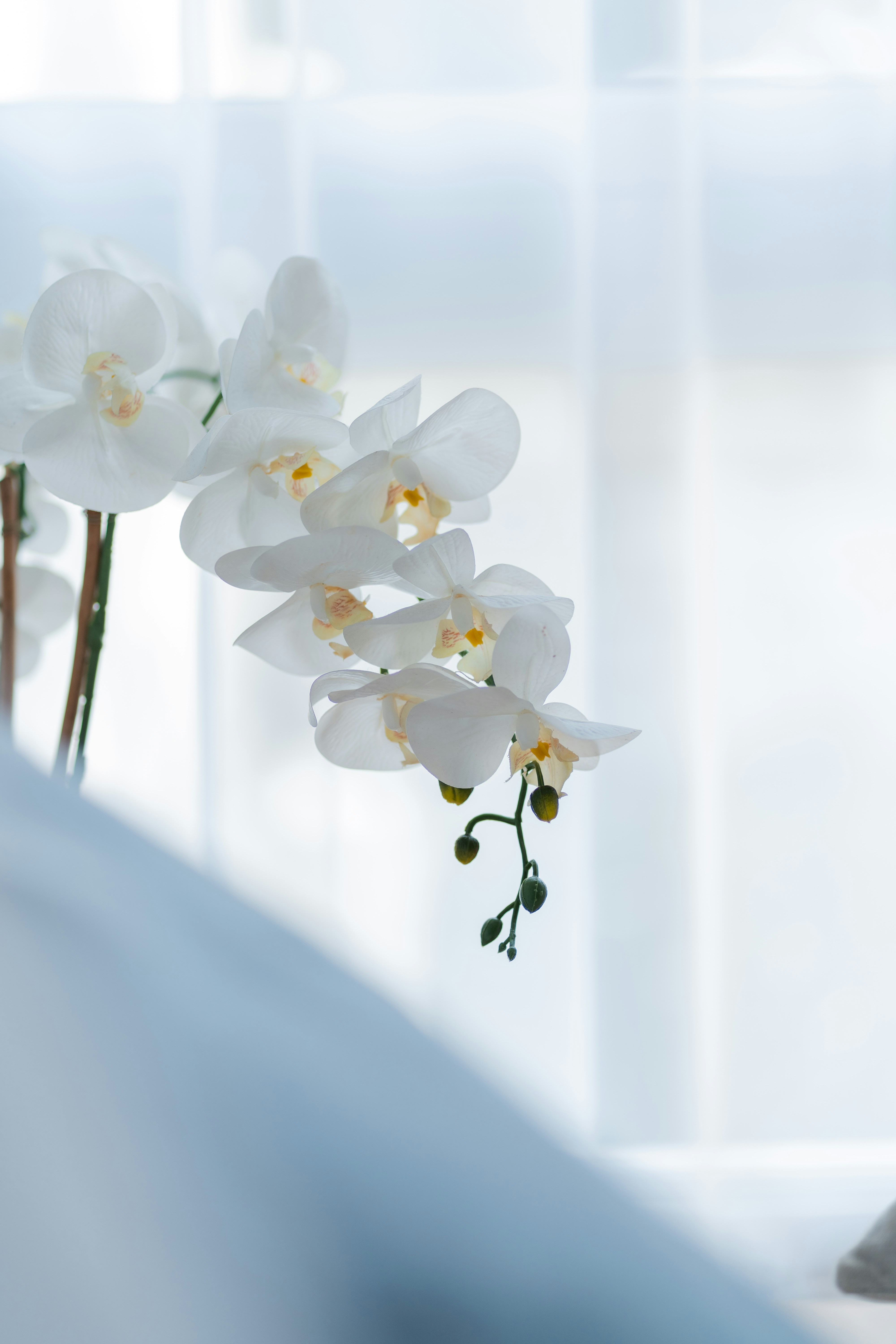 White orchid cascade by soft window light