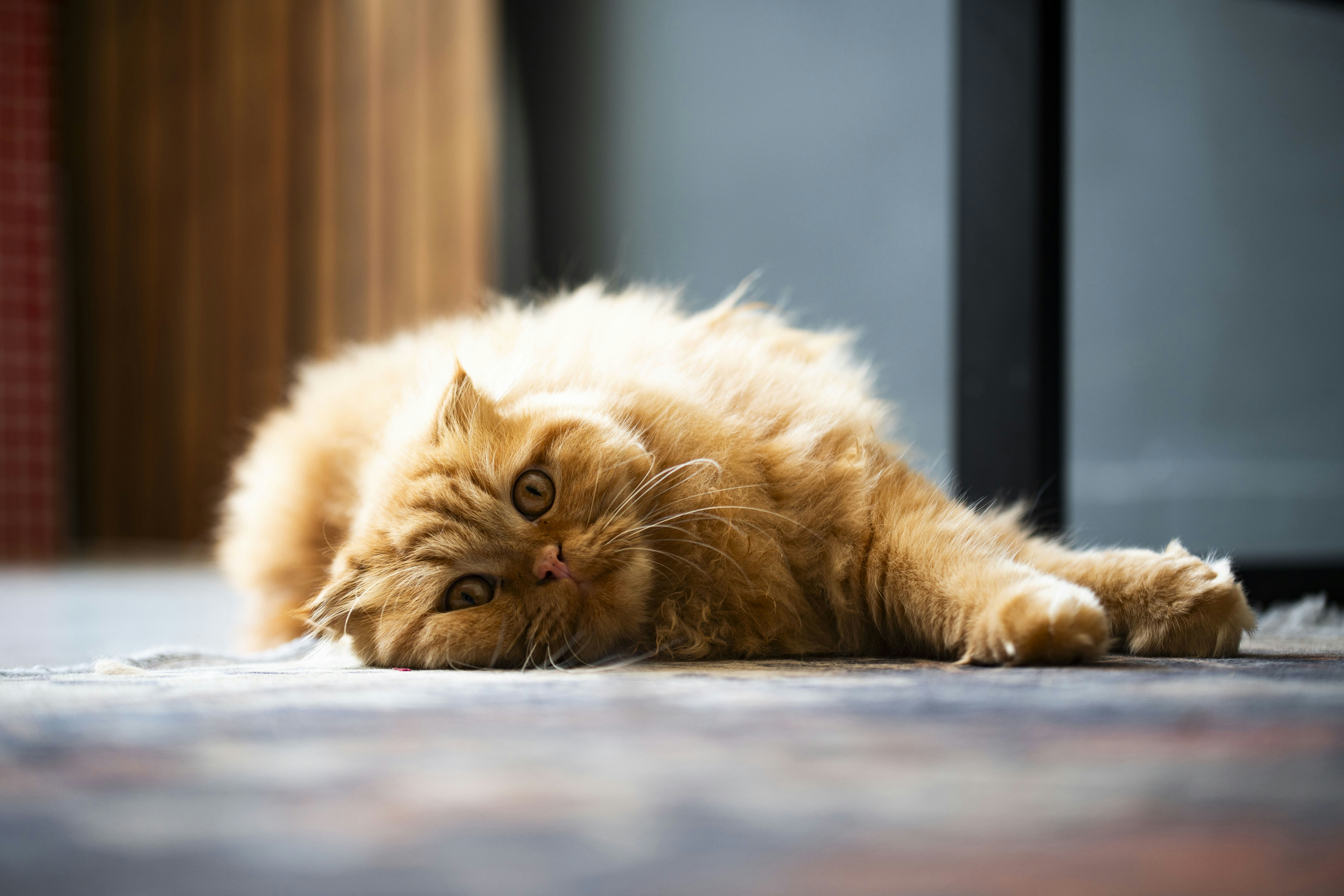 Cozy nap of a ginger cat in warm sunlight