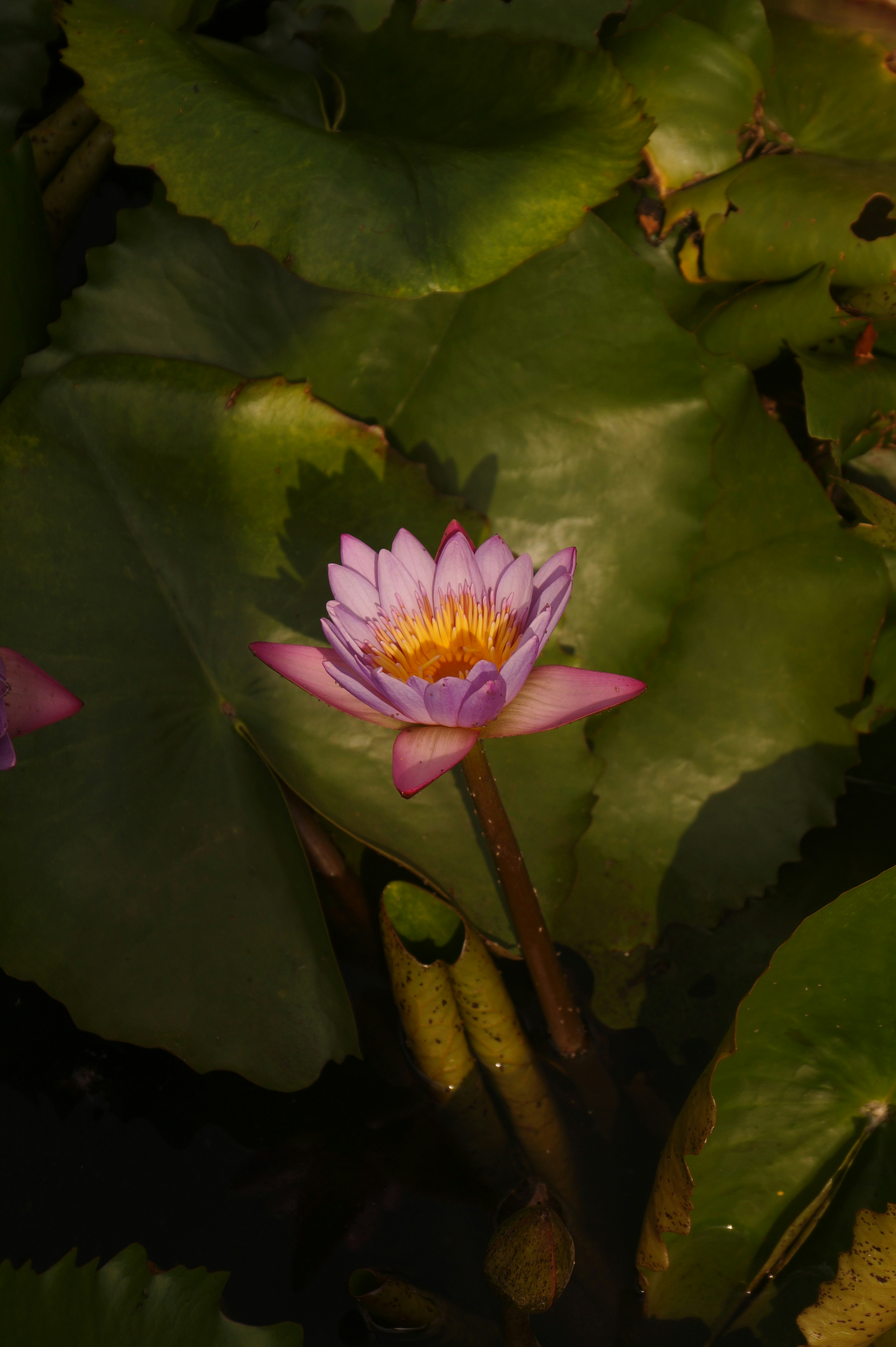 Pink Water Lily Emerges Amid Broad Green Pads