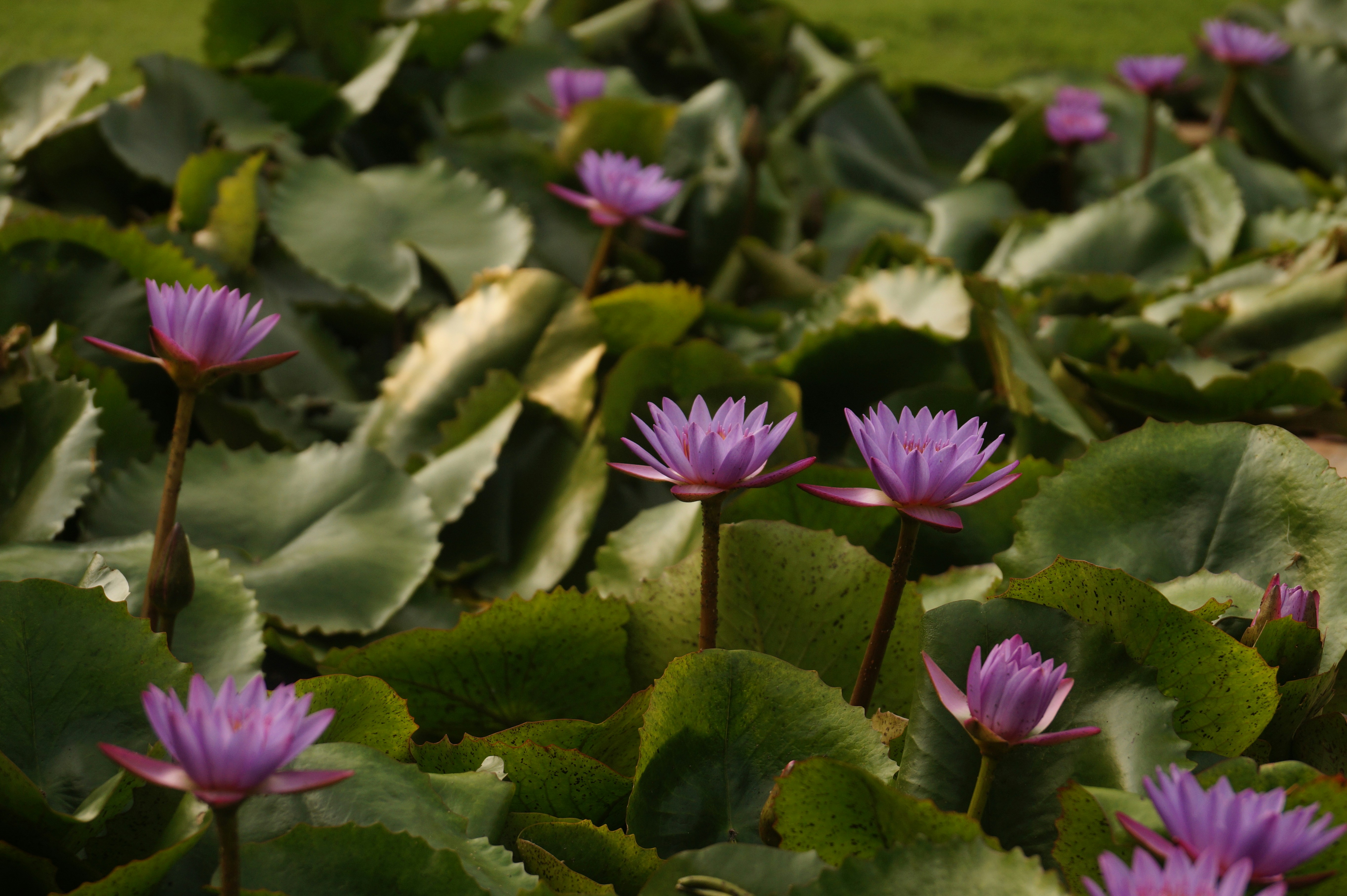 Lilac Bloomscape: A Patchwork of Water Lilies in Soft Light