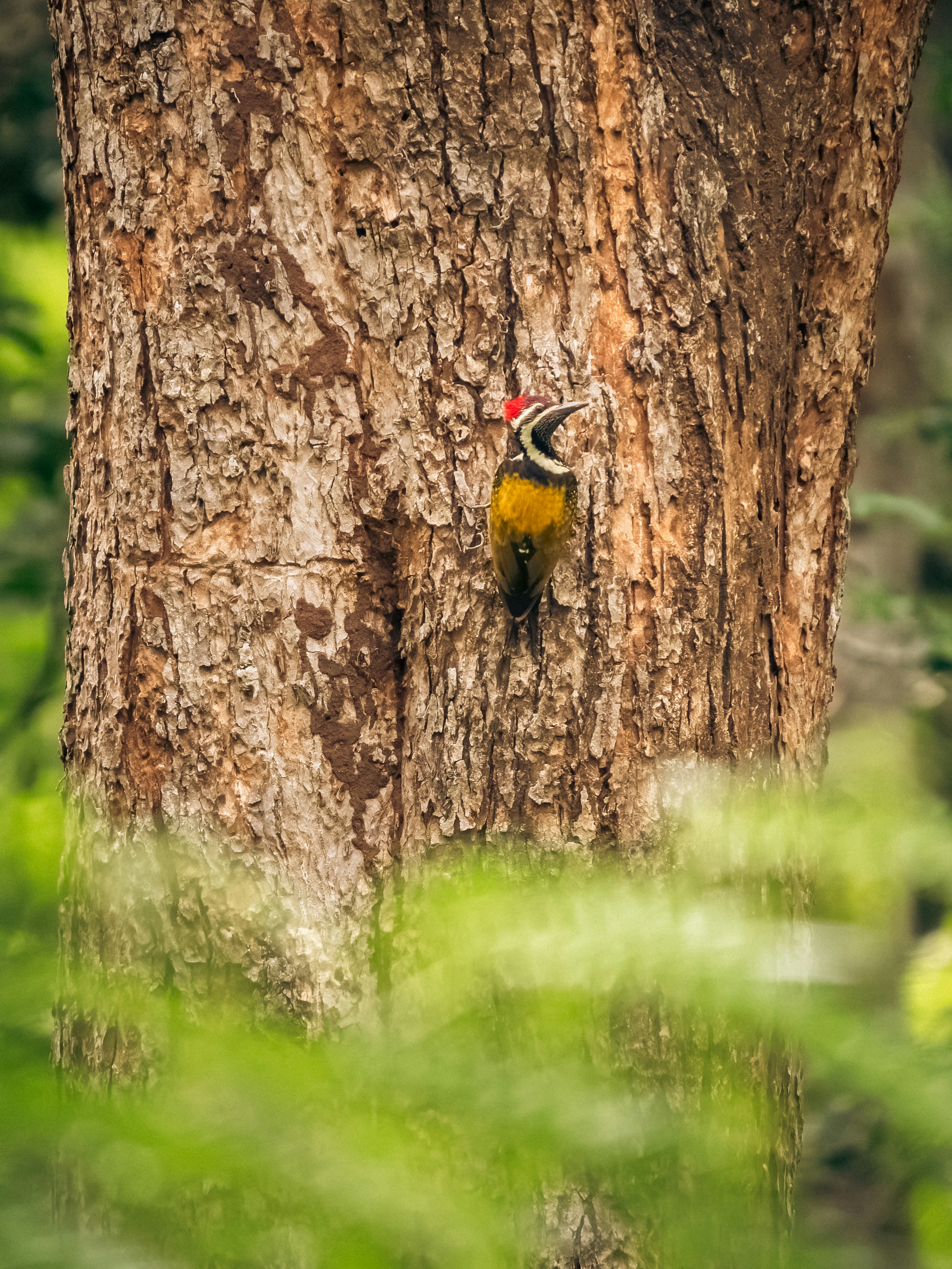 Woodpecker in a Sunlit Trunk: A Moment of Color and Silence