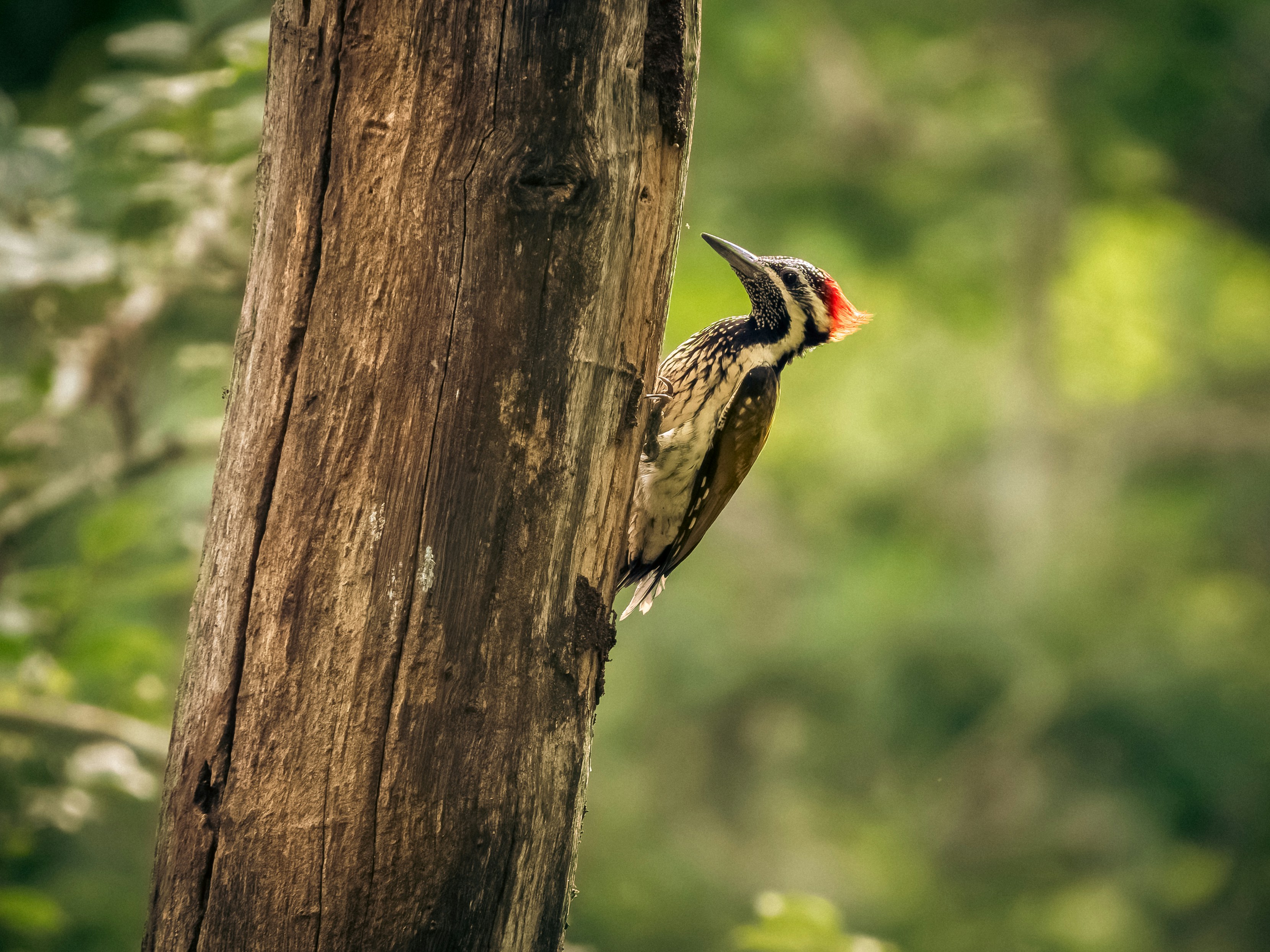 Red-crested Woodpecker Clinging to a Weathered Tree