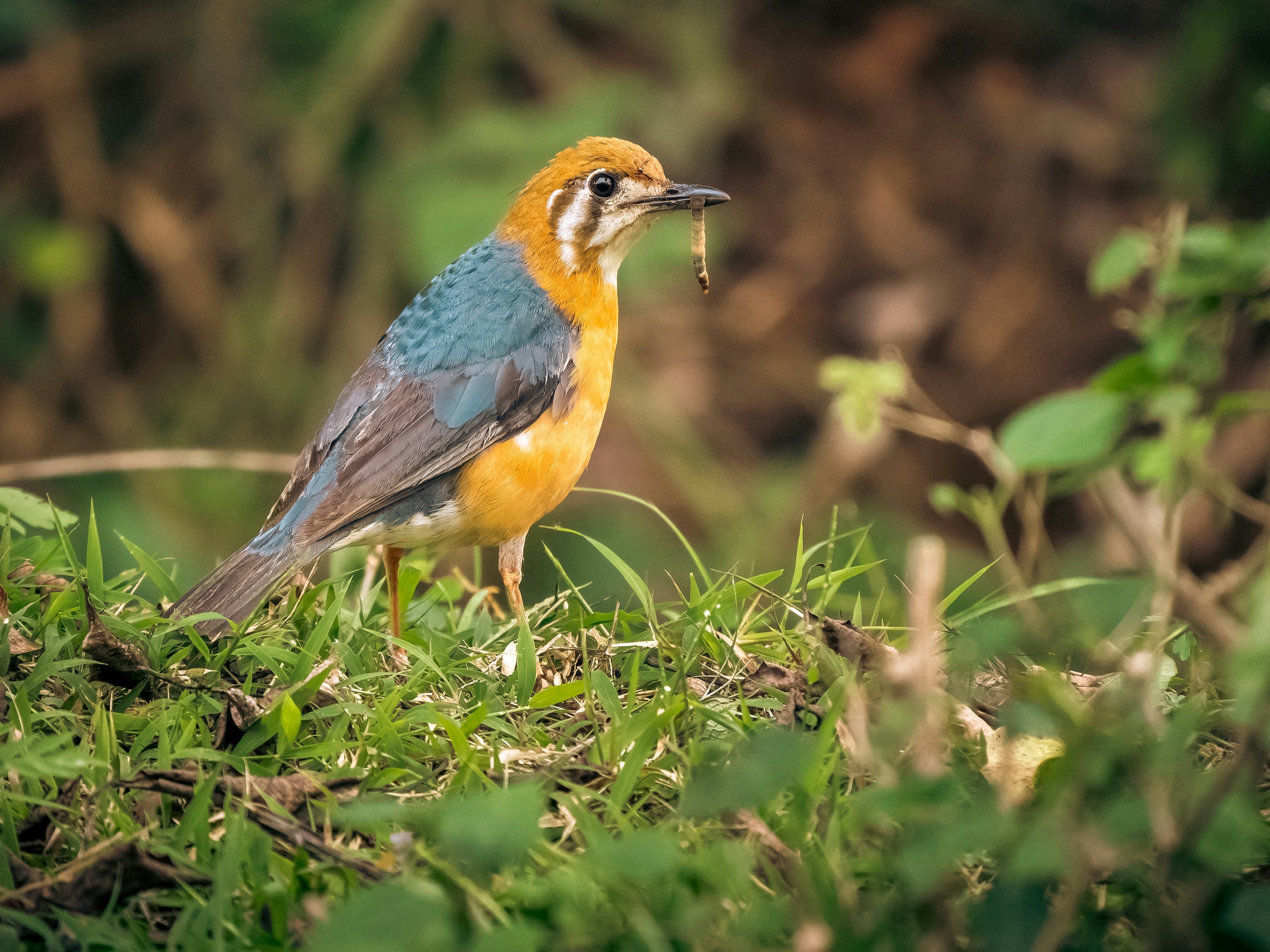 Scarlet-backed Kingfisher in grassy foreground with captured prey