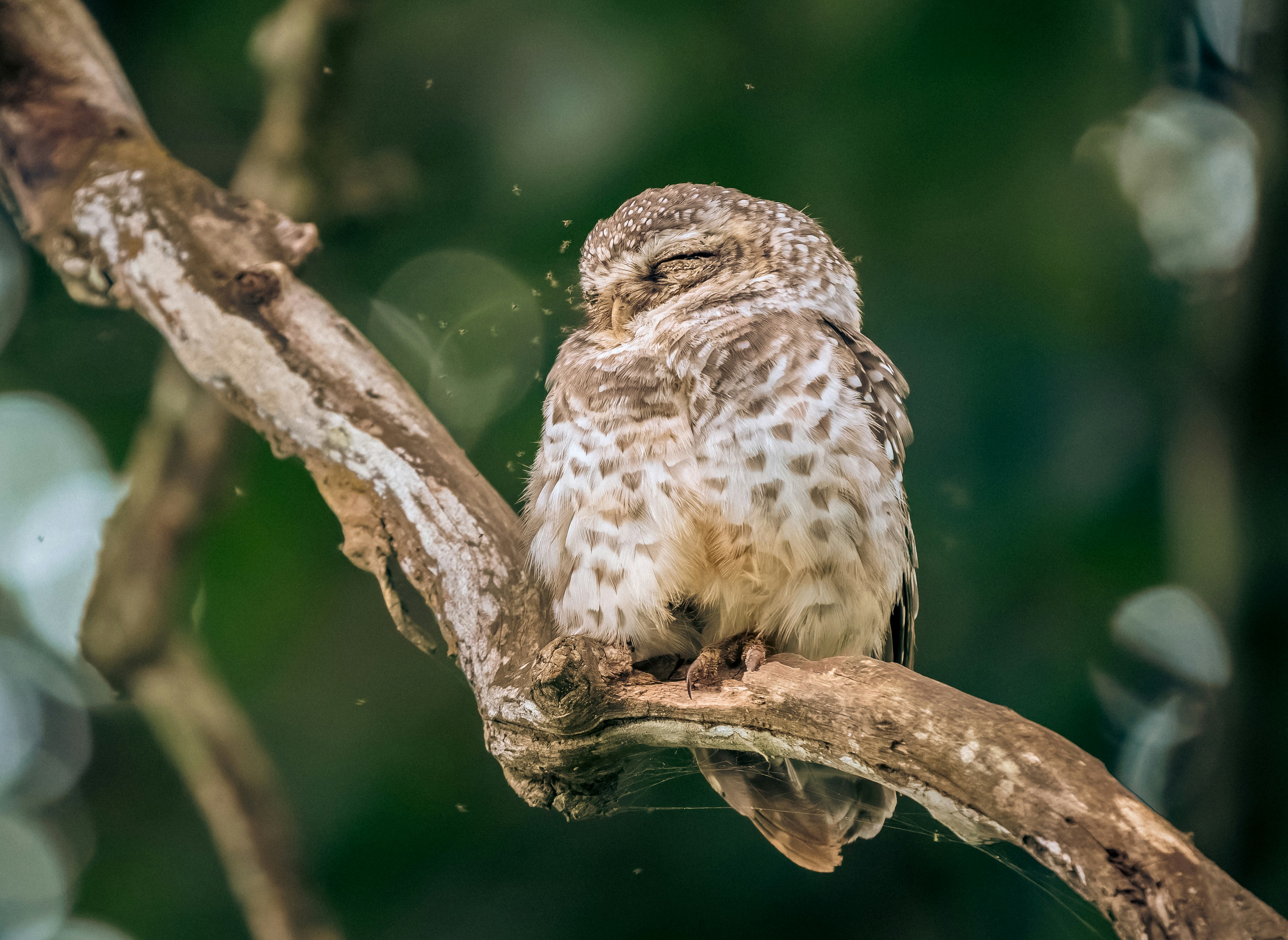 Midnight Perch: A Quiet Owl in Dappled Forest Light