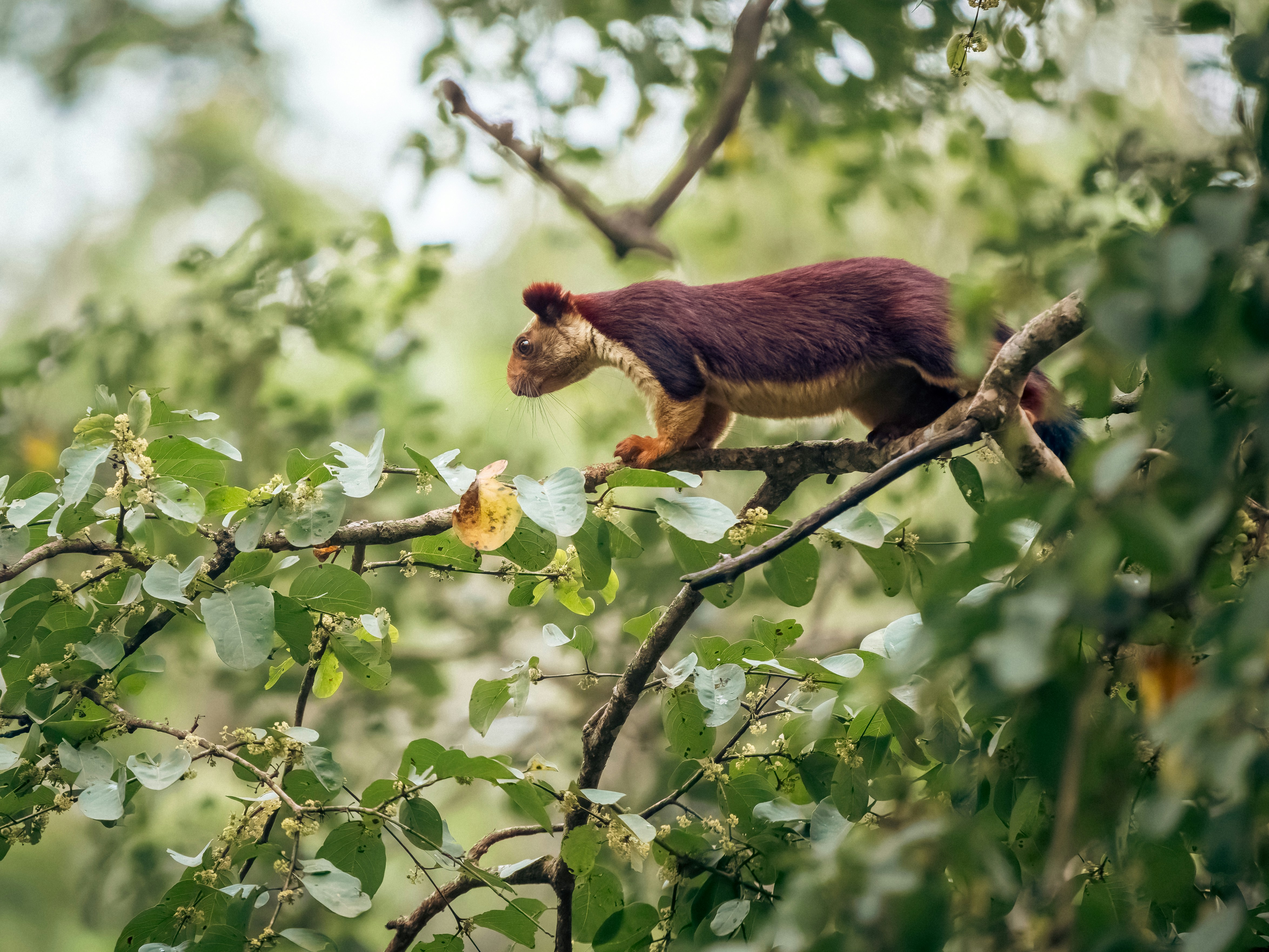 Red Sable on a Green Branch