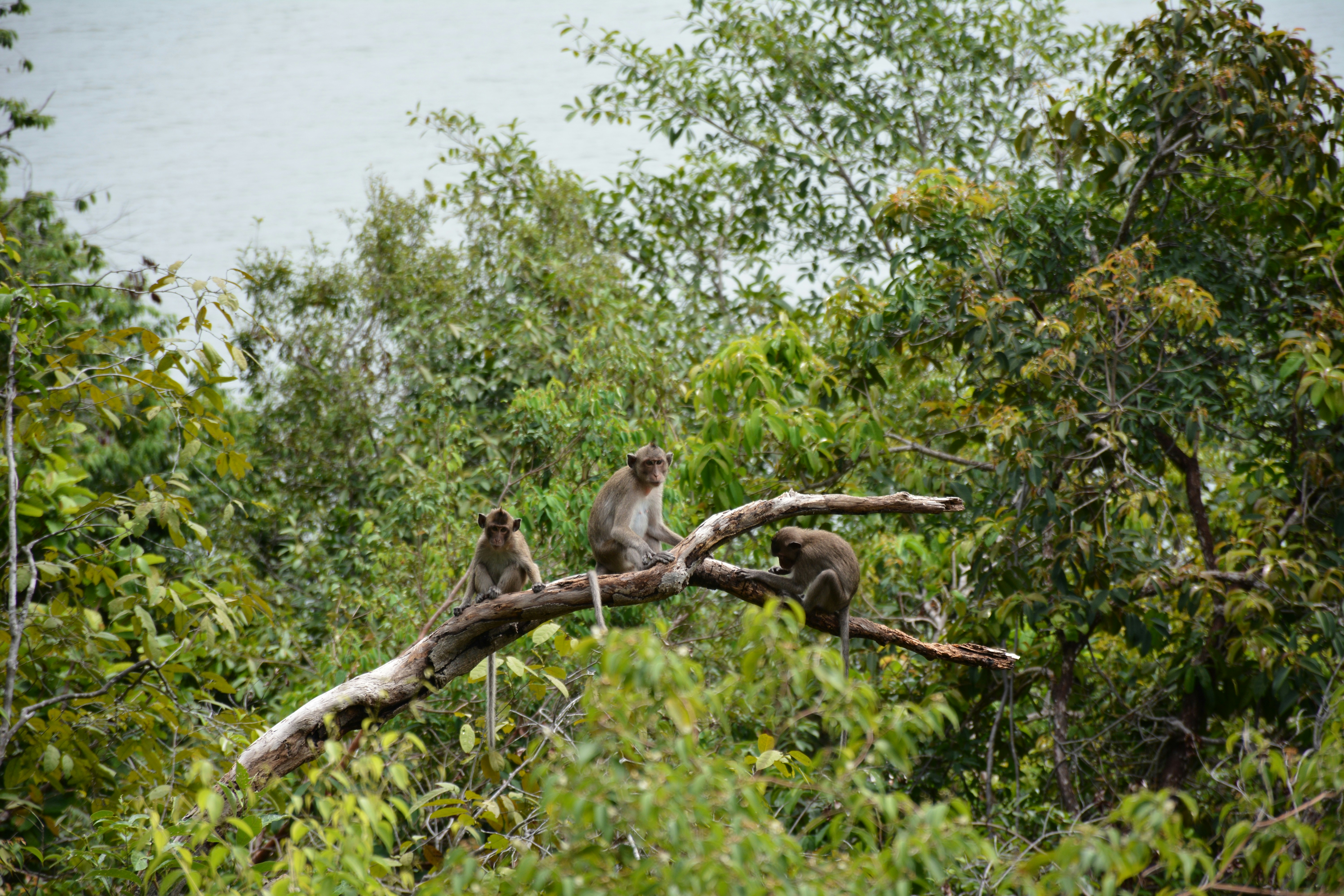 Monkeys on a Weathered Branch Overlooking a Lush Canopy