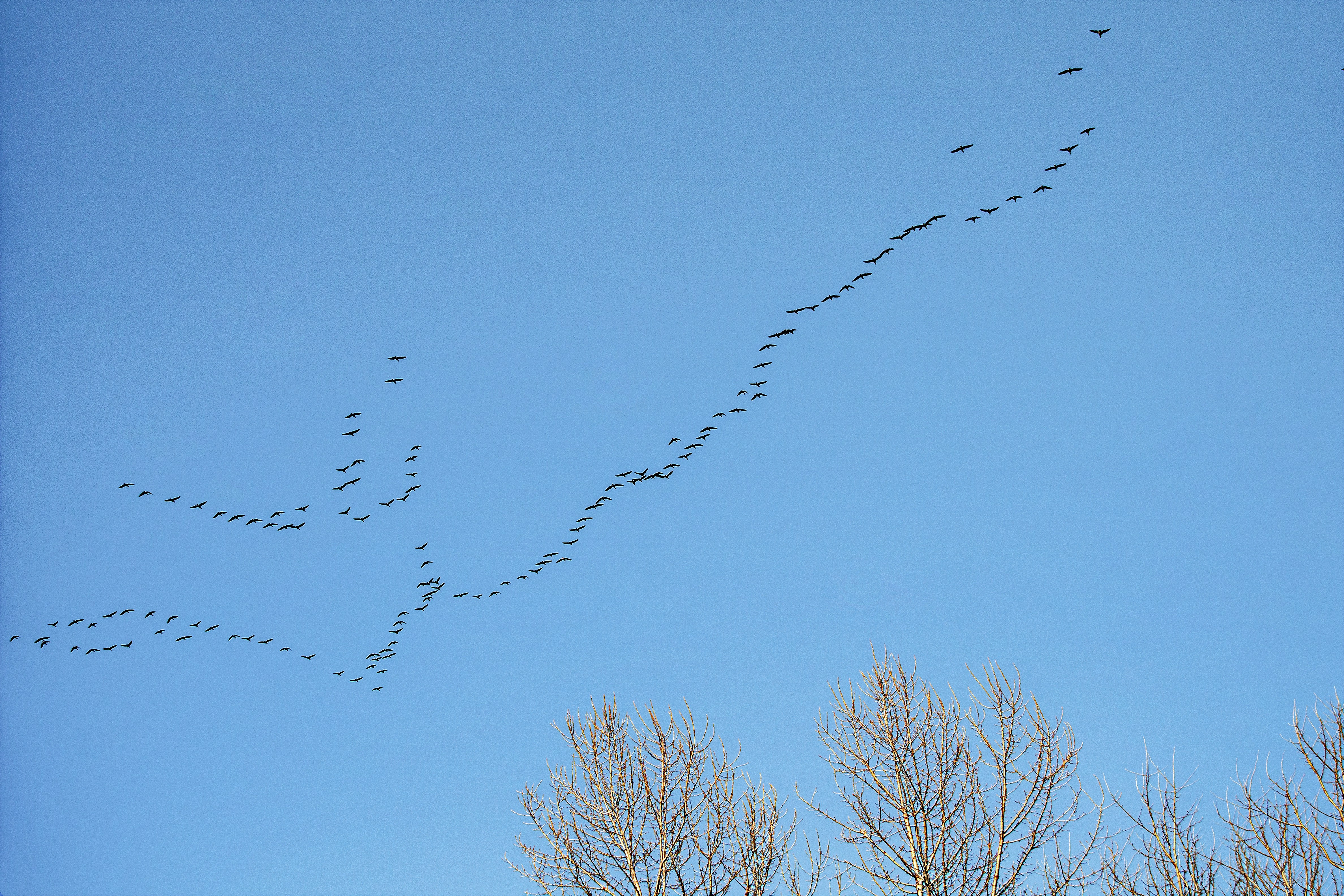 V-formed Migration Over a Quiet Winter Sky