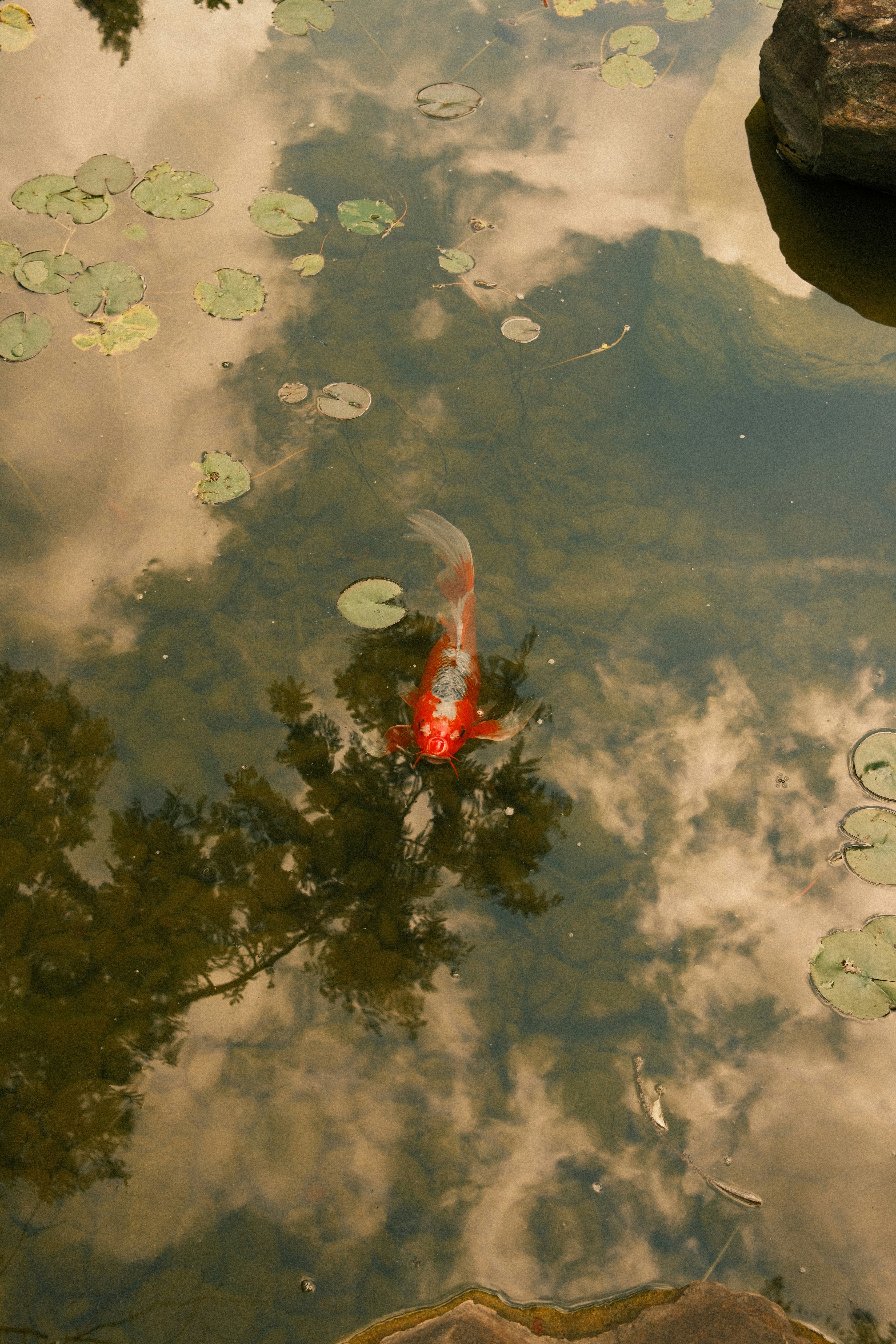 Red Koi Emerges in Quiet Lily-Pond Mirror