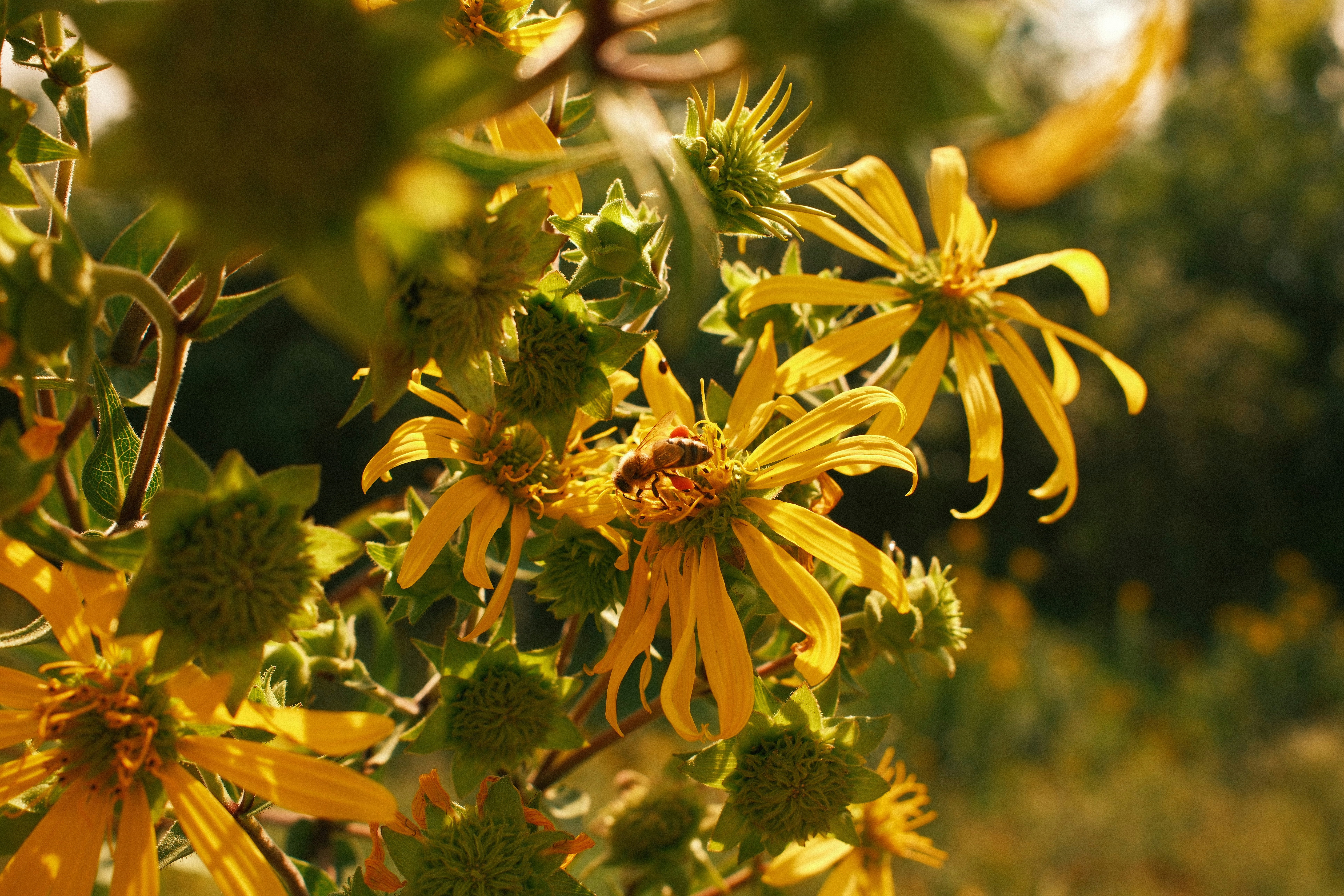 Sunlit Yellow Comet: a cluster of blooms in amber afternoon