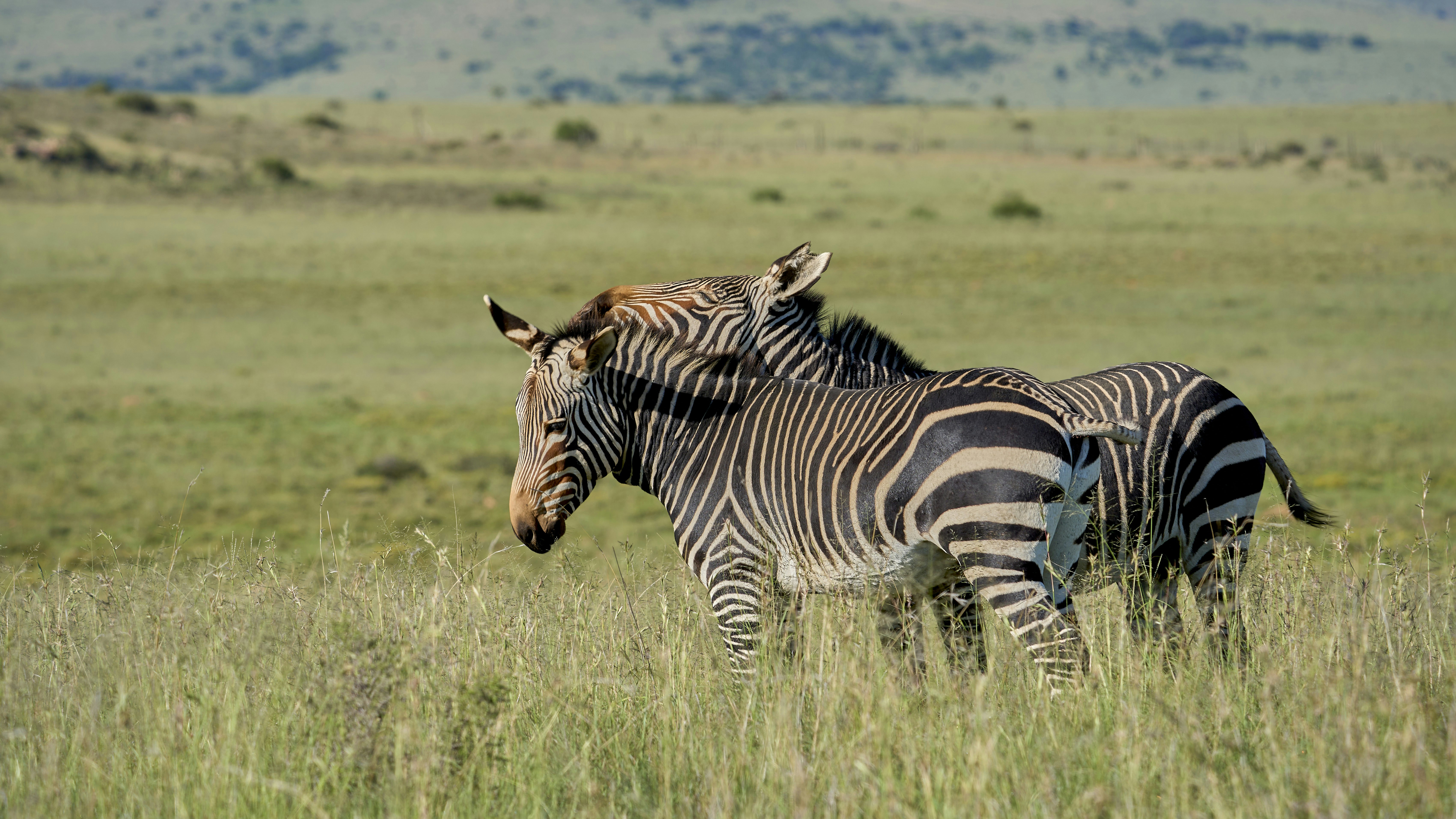 Zebras in a sunlit savanna: a quiet moment of shelter