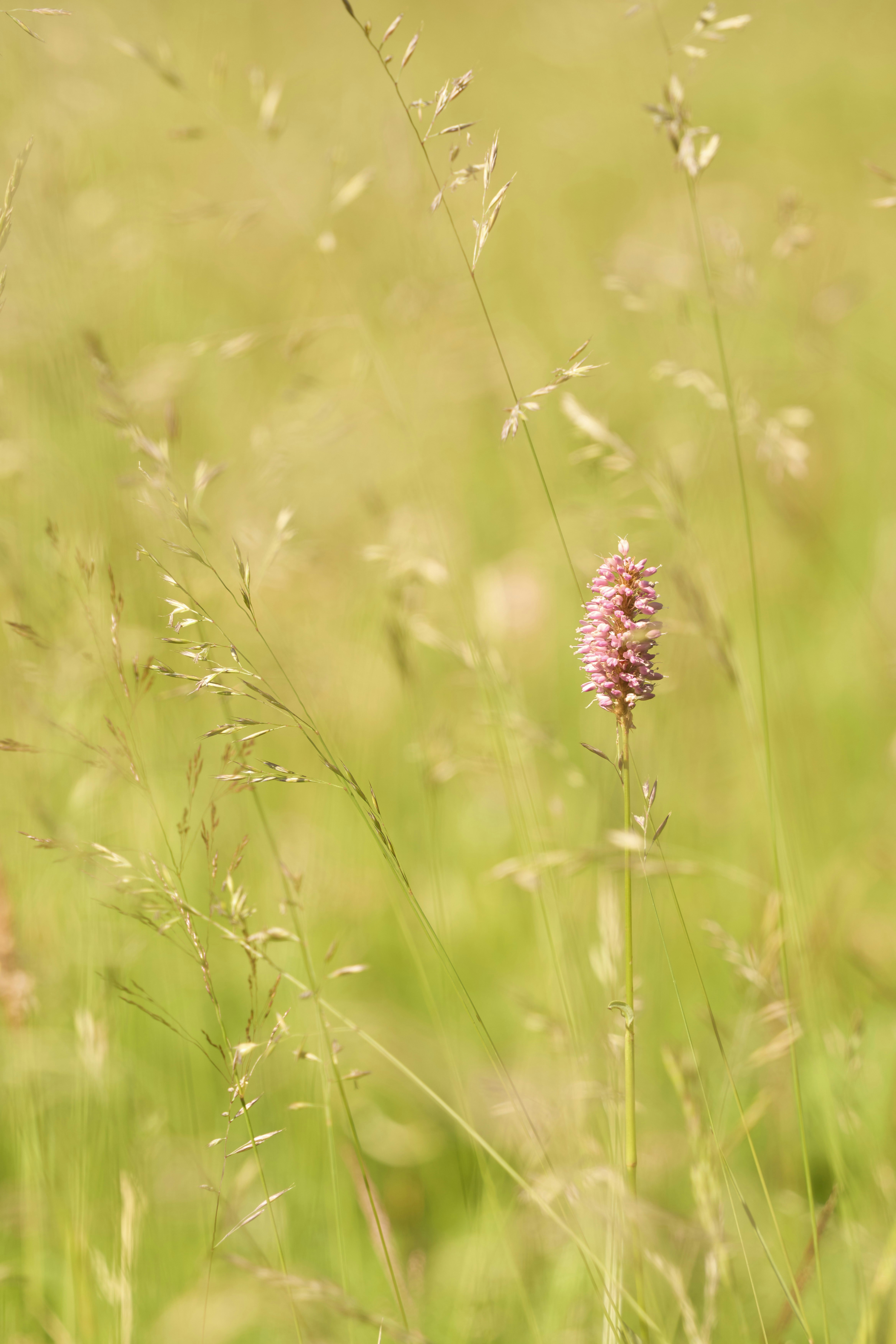 Single Pink Spike in a Sea of Golden Grass