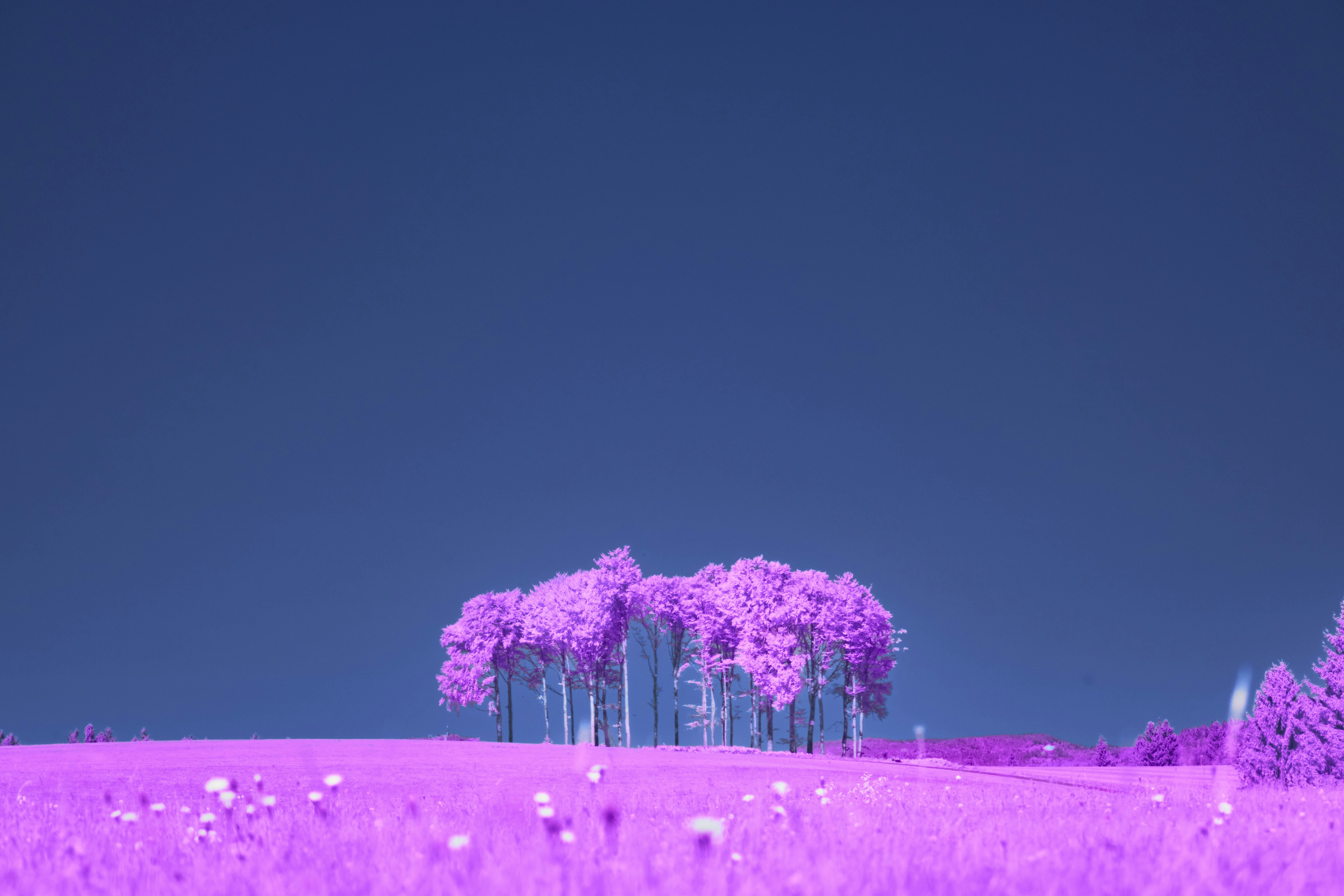 Cluster of pink trees on a gentle hill under a deep blue sky