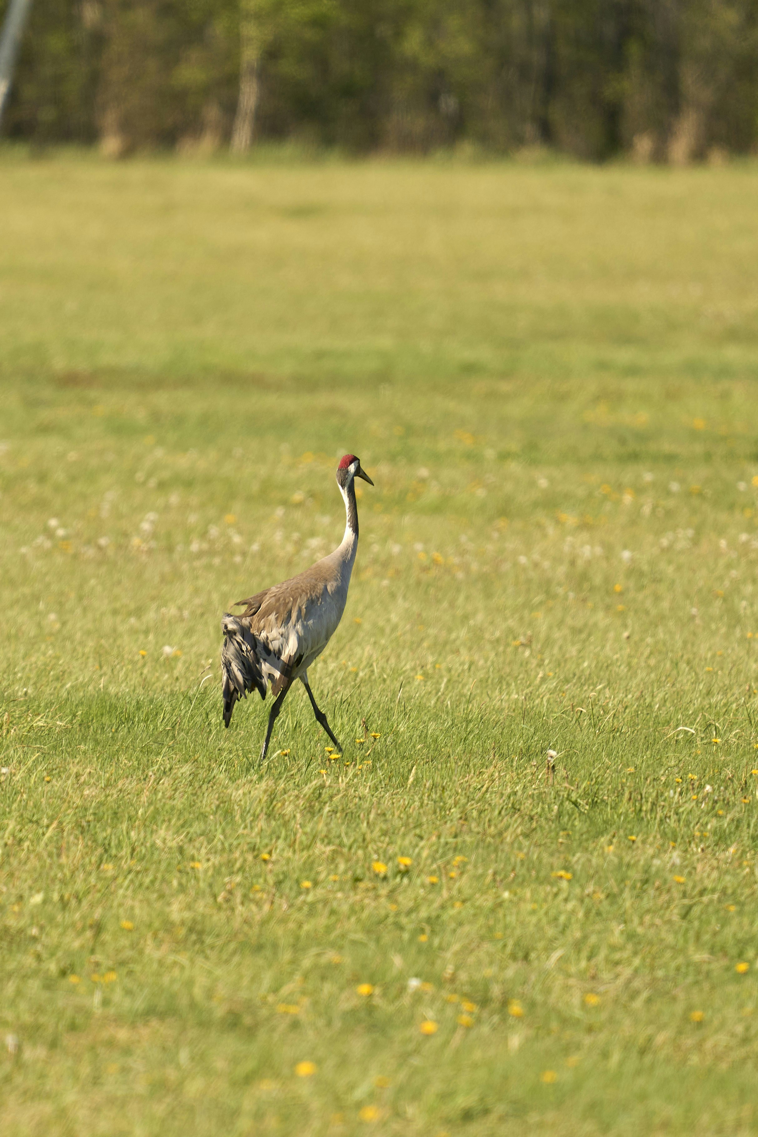 Red-Crowned Crane Strolling Across a Meadow
