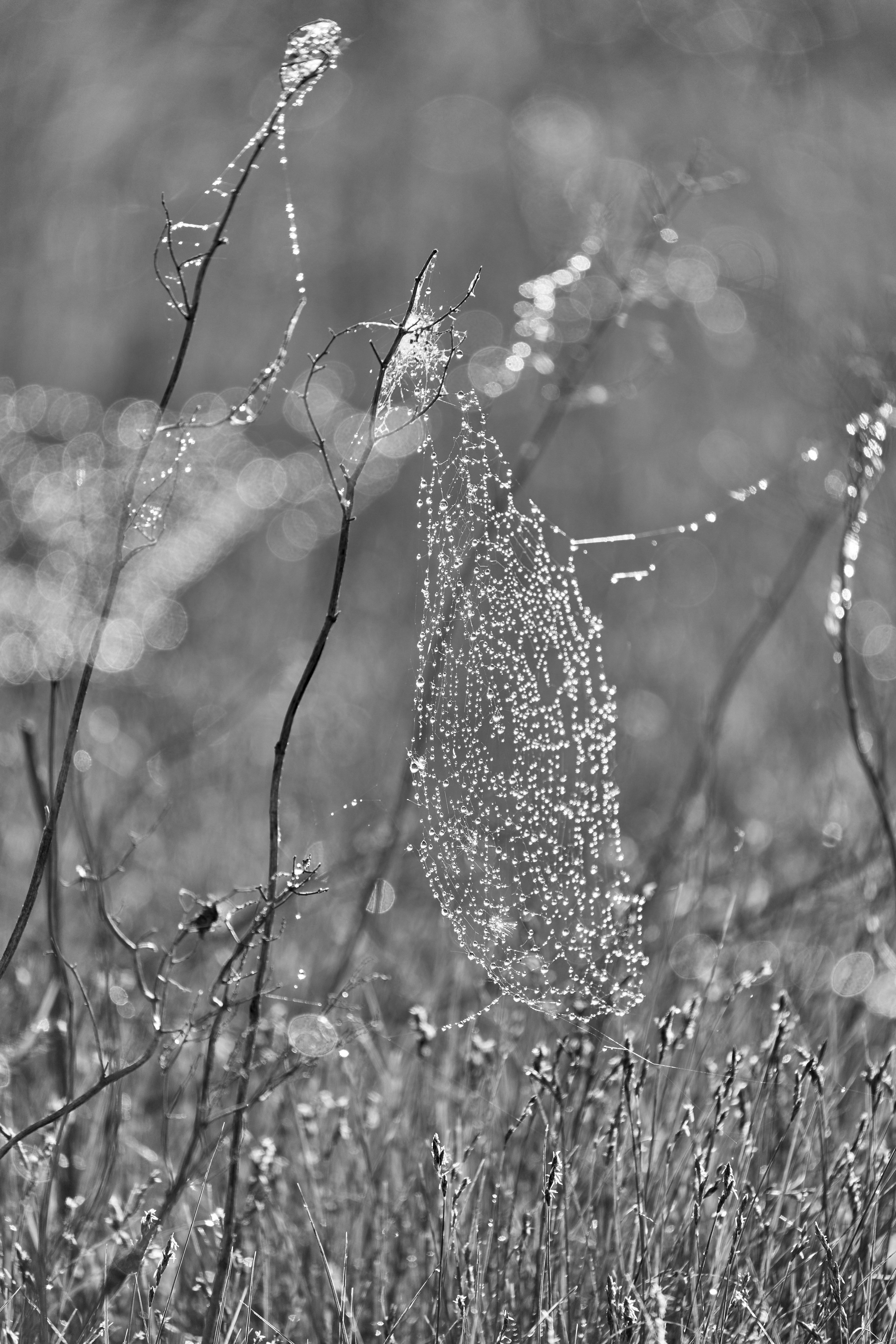 Dew-Silver Web: Spiderweb Necklace in Morning Grass