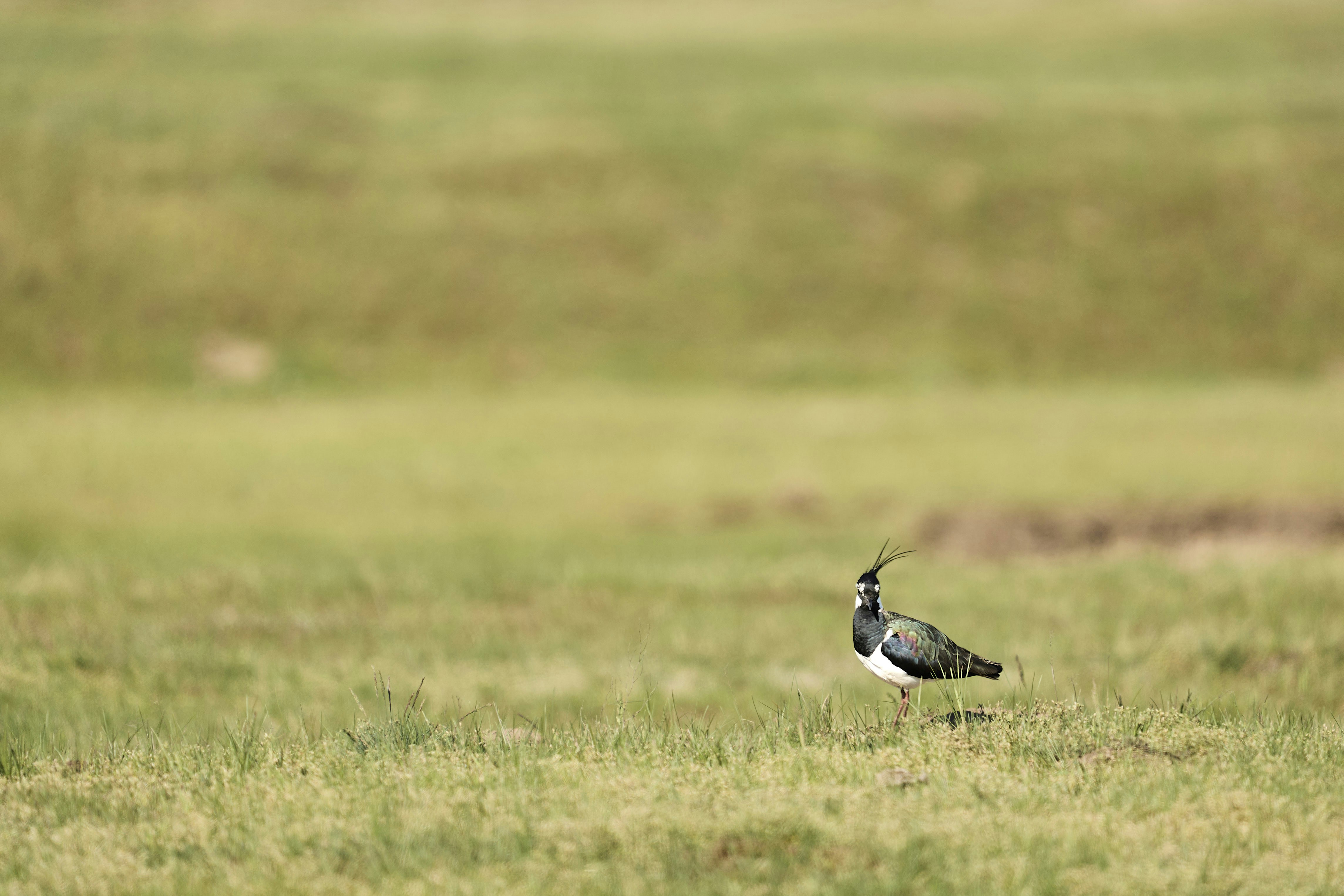 Lone Wader in a Quiet Grassy Expanse