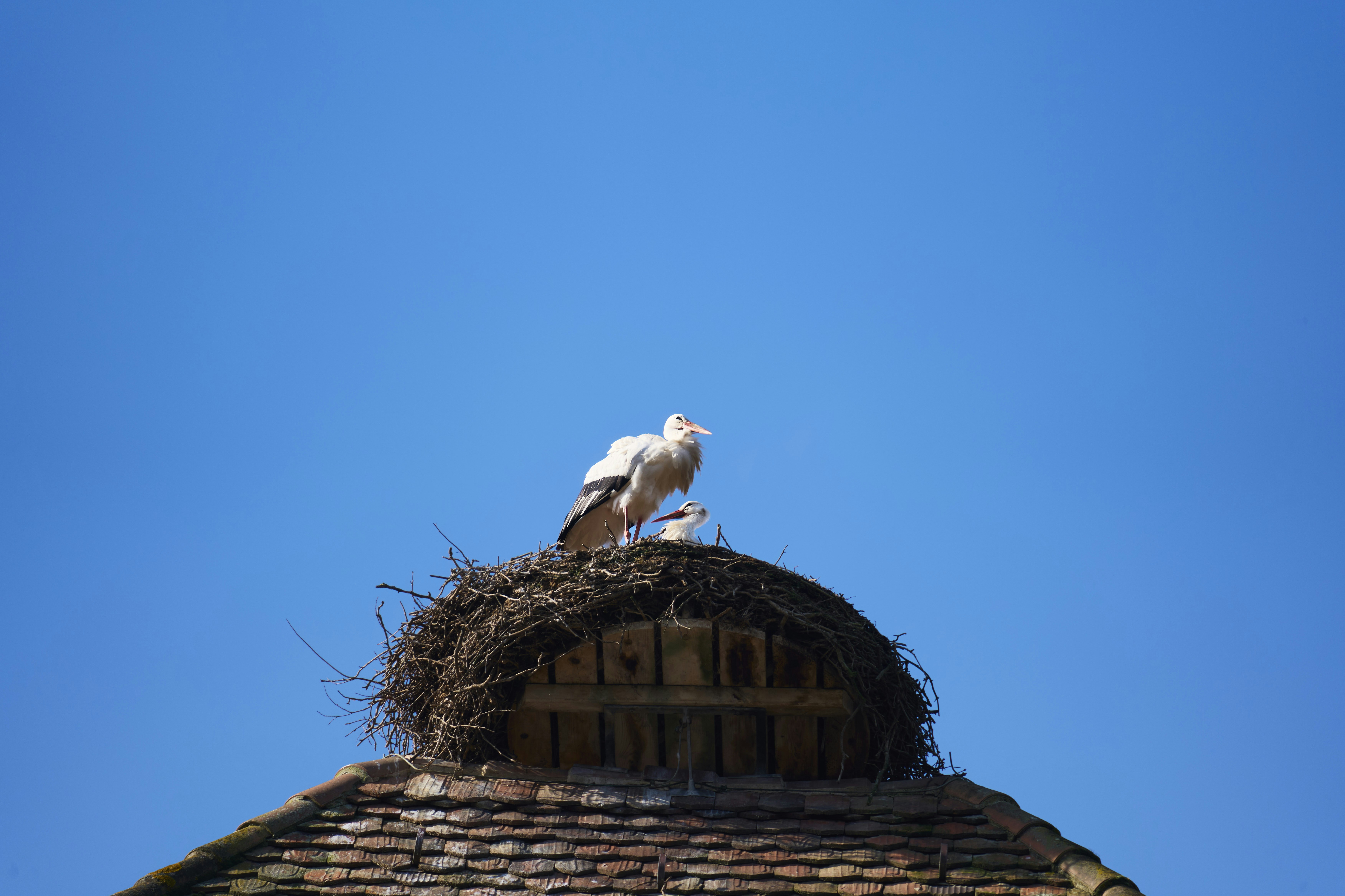 Nest on the Gable: A Crowning Stork Examines the Sky