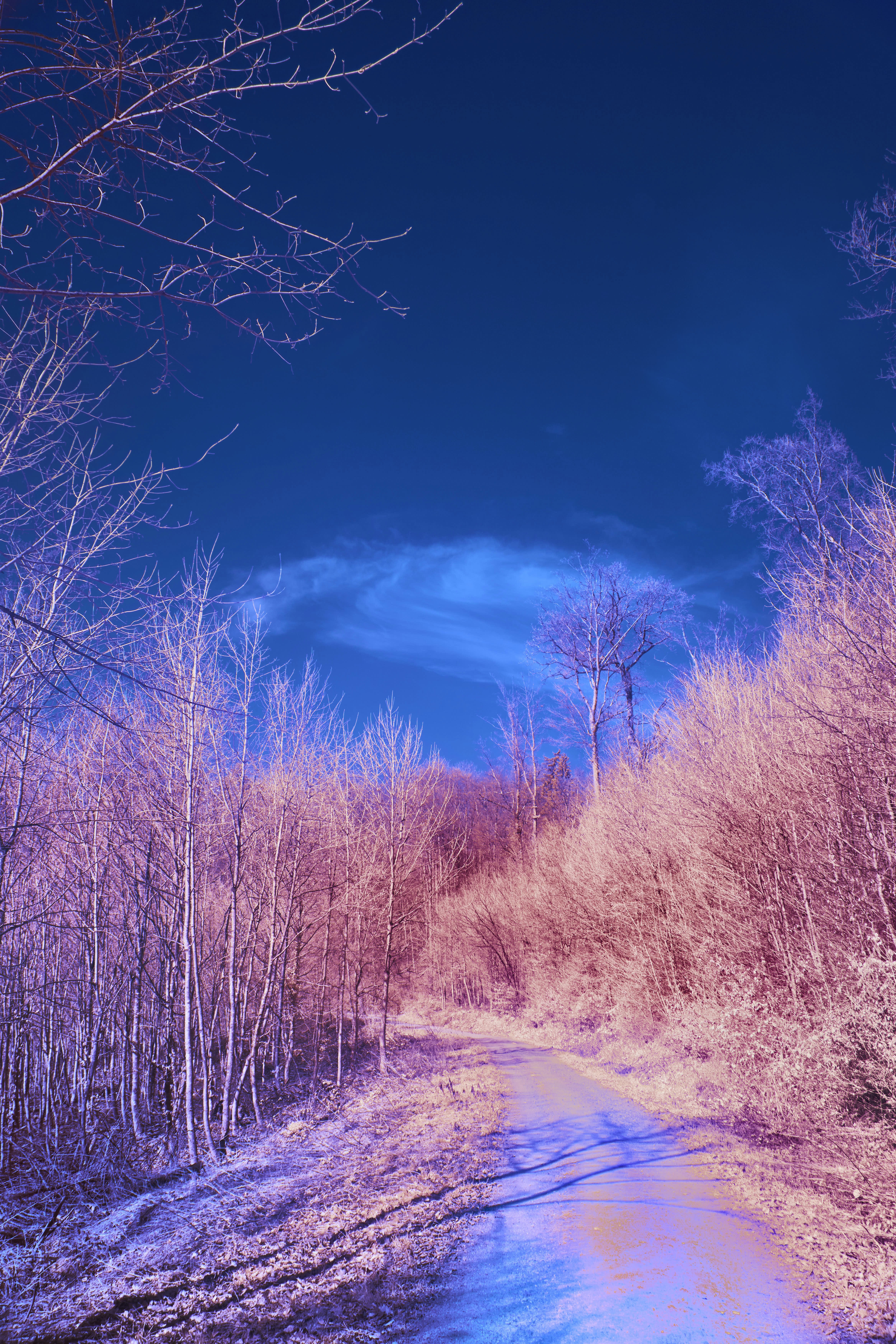 Infrared Path: Neon-tinted Forest Under a Velvet Sky