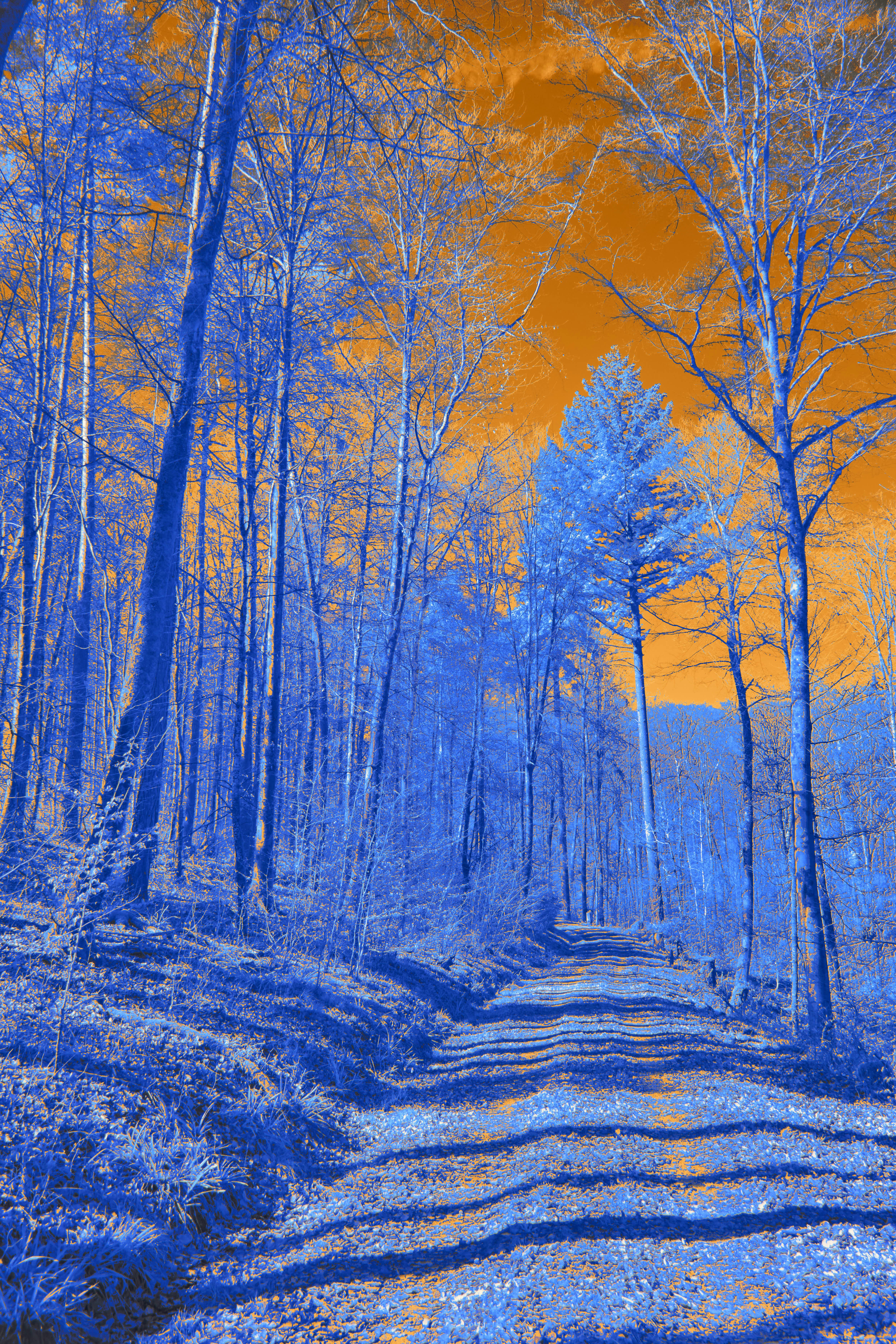 Blue Forest Lane under a Neon Sky