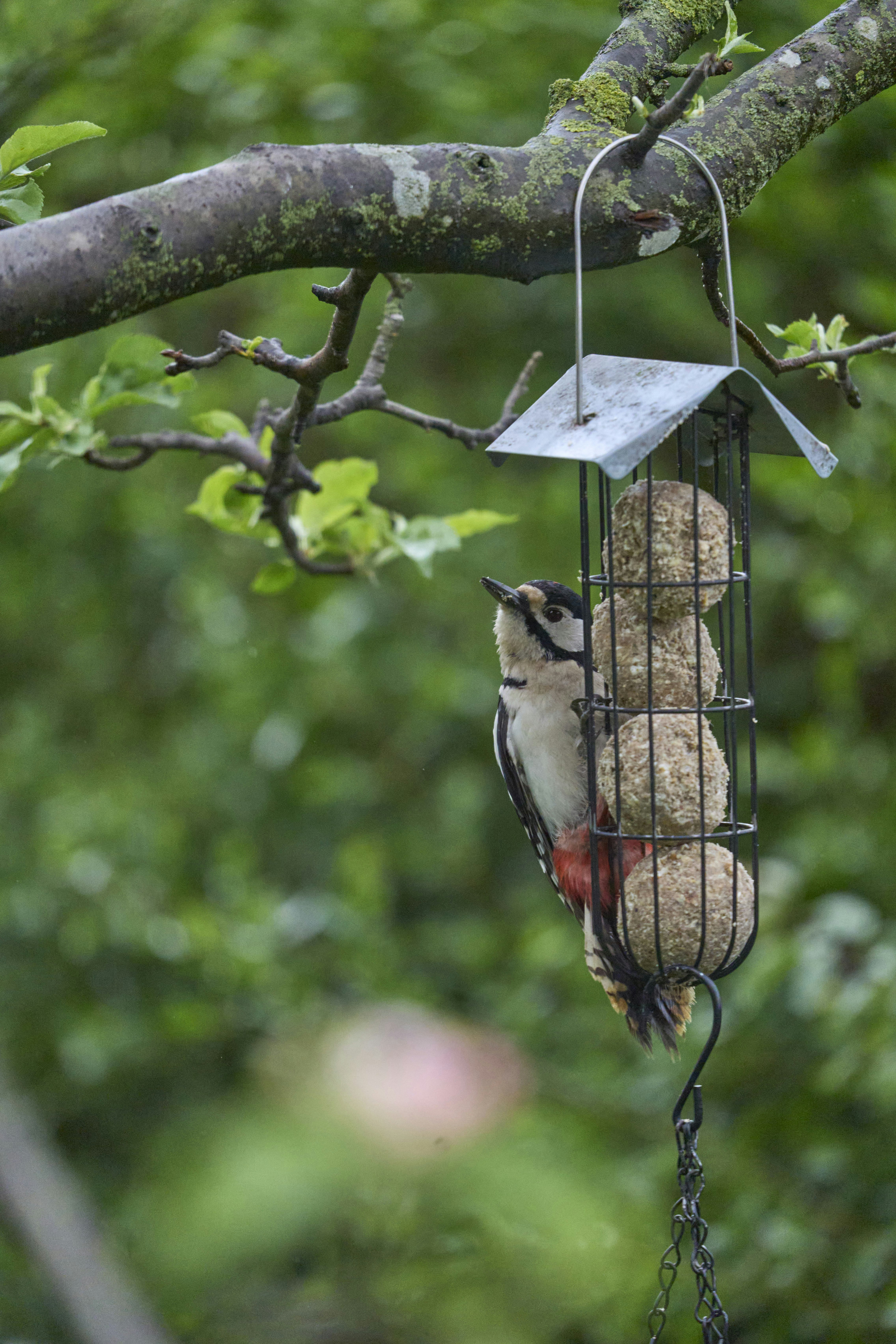 Charming chickadee perched beside a hanging suet feeder